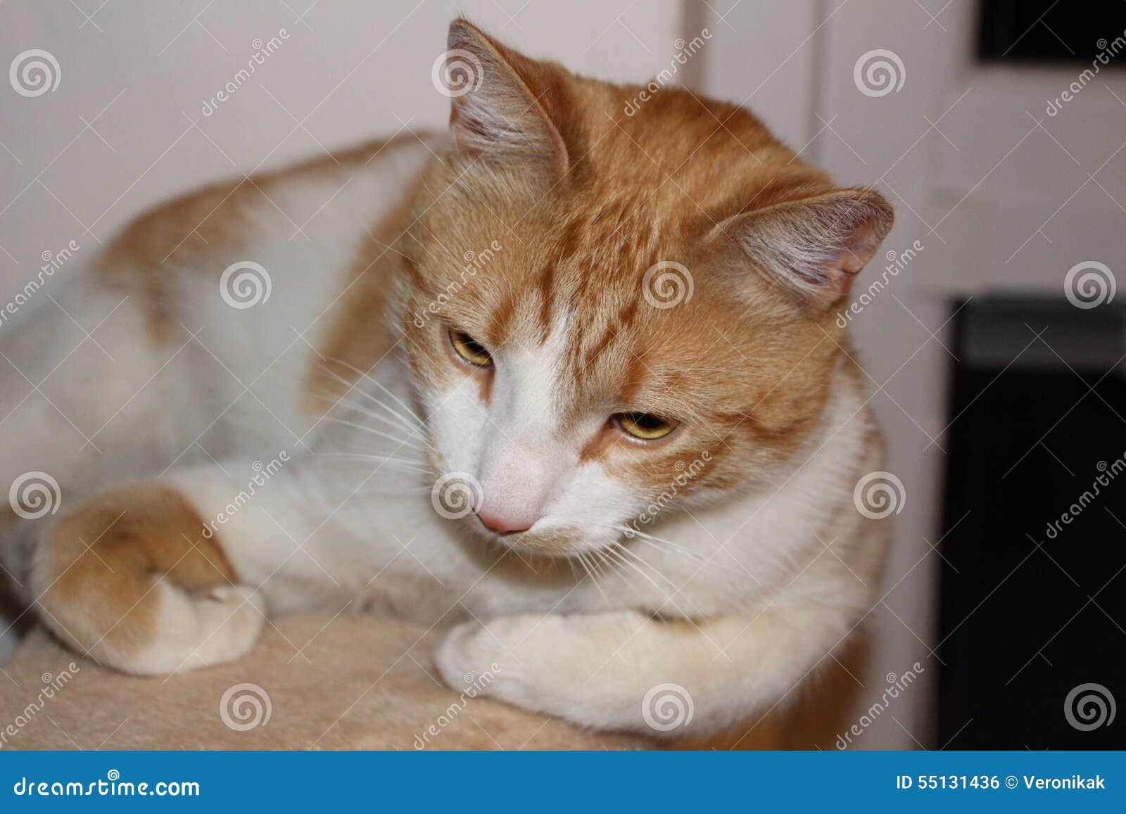Relaxing cat stock photo. Image of animals, relaxing - 55131436