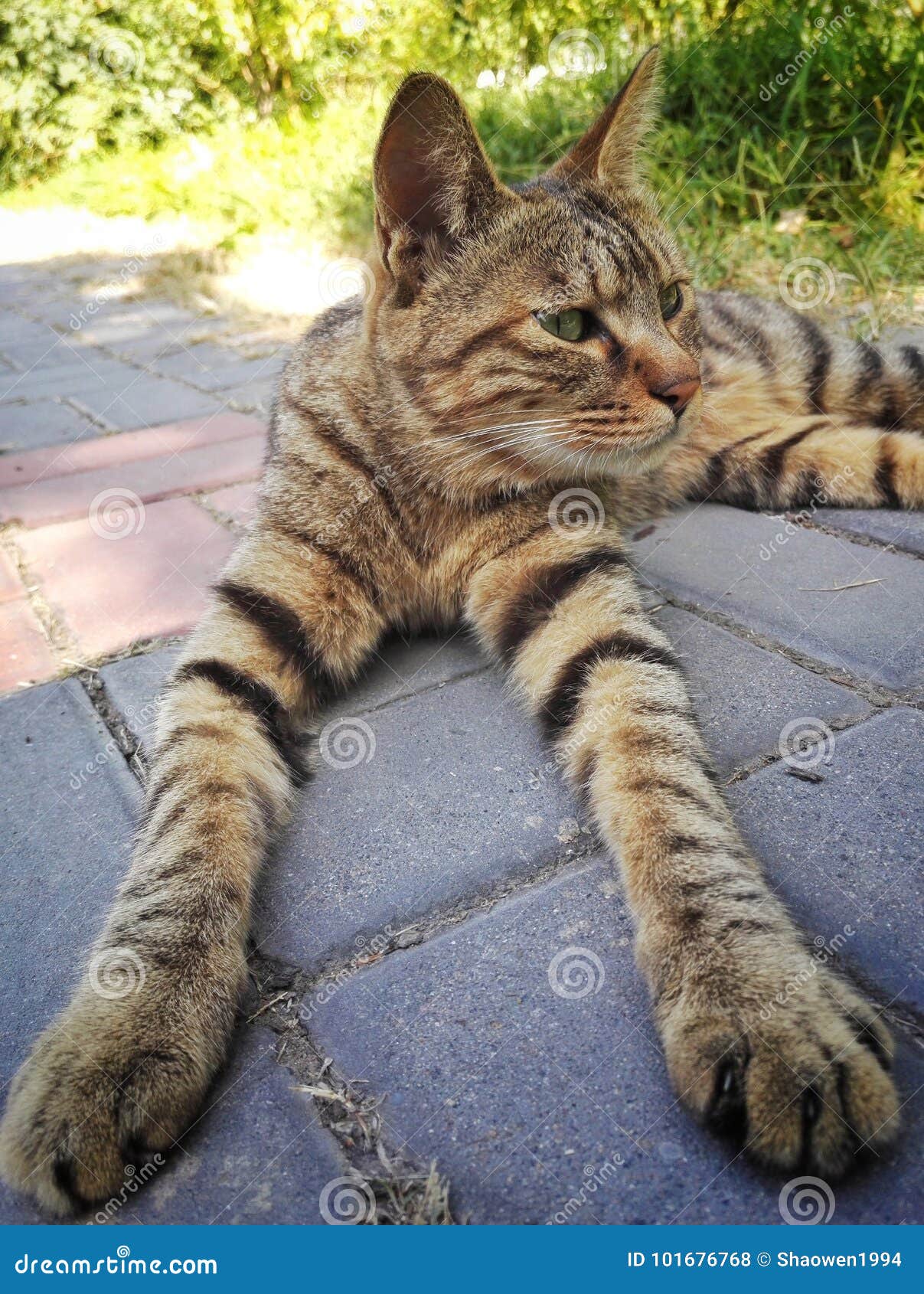 Relaxing cat portrait stock photo. Image of feline, concentrate - 101676768