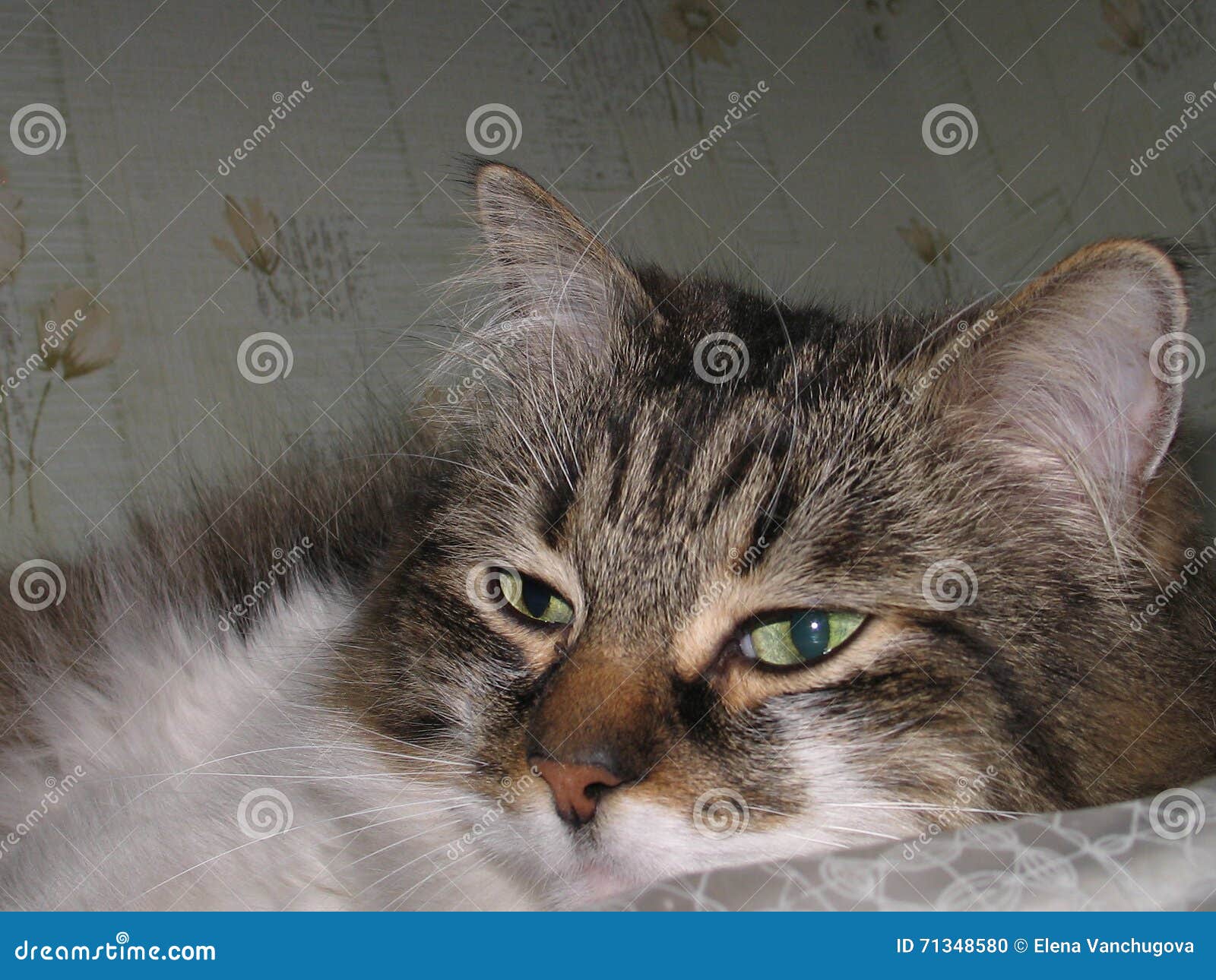 Relaxing cat stock photo. Image of love, realxing, sofa - 71348580