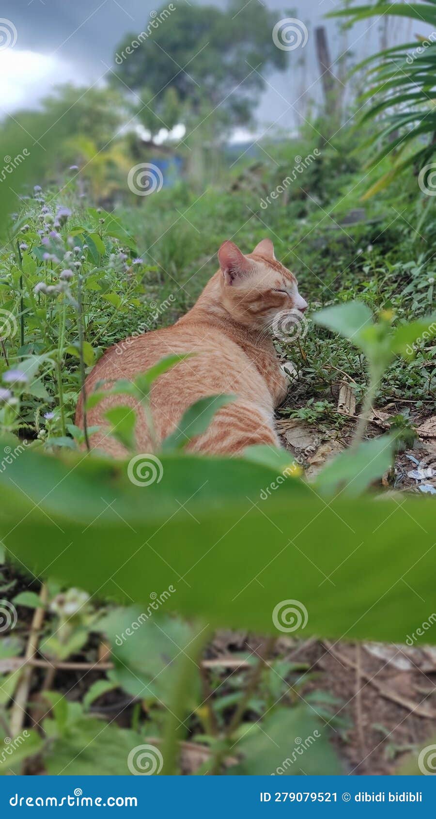 Relaxing Cat Taking a Nap Under a Tree Stock Image - Image of tree ...