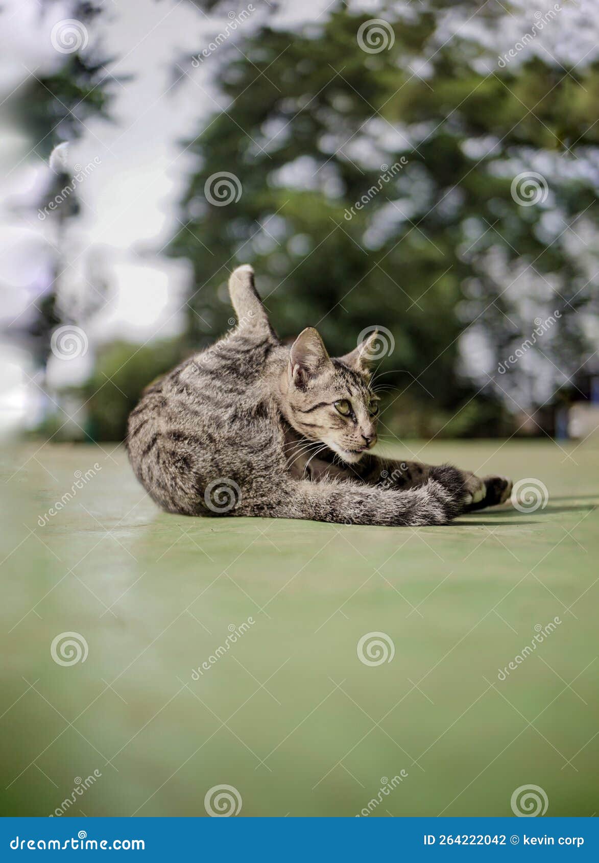 Relaxing cat Under the sun stock photo. Image of kitten - 264222042