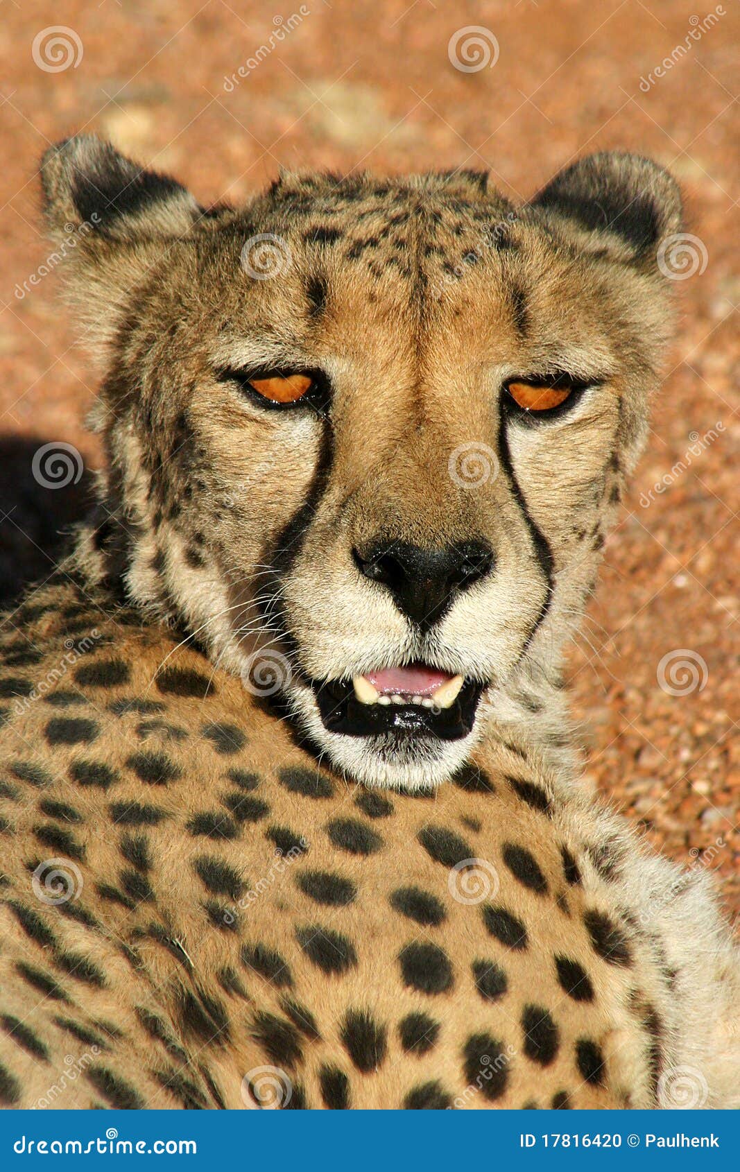 Relaxing cheetah stock photo. Image of eyes, hunter, spotted - 17816420