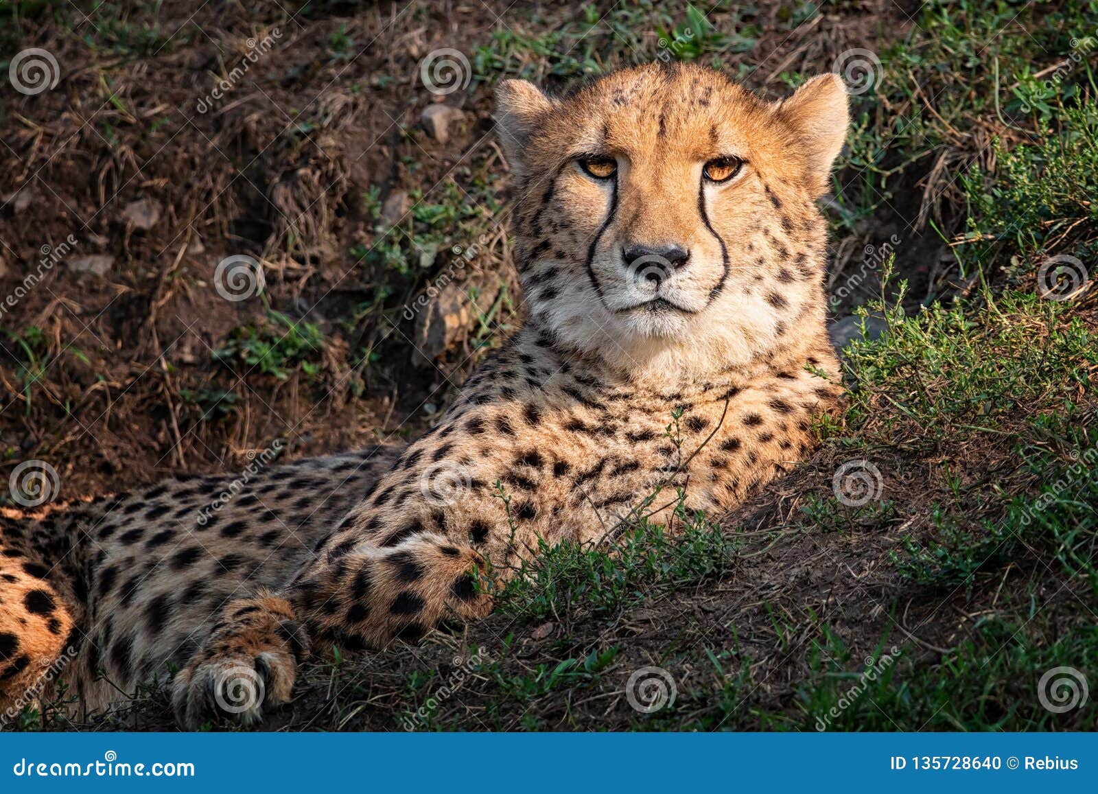 Relaxing cheetah stock photo. Image of adorable, park - 135728640