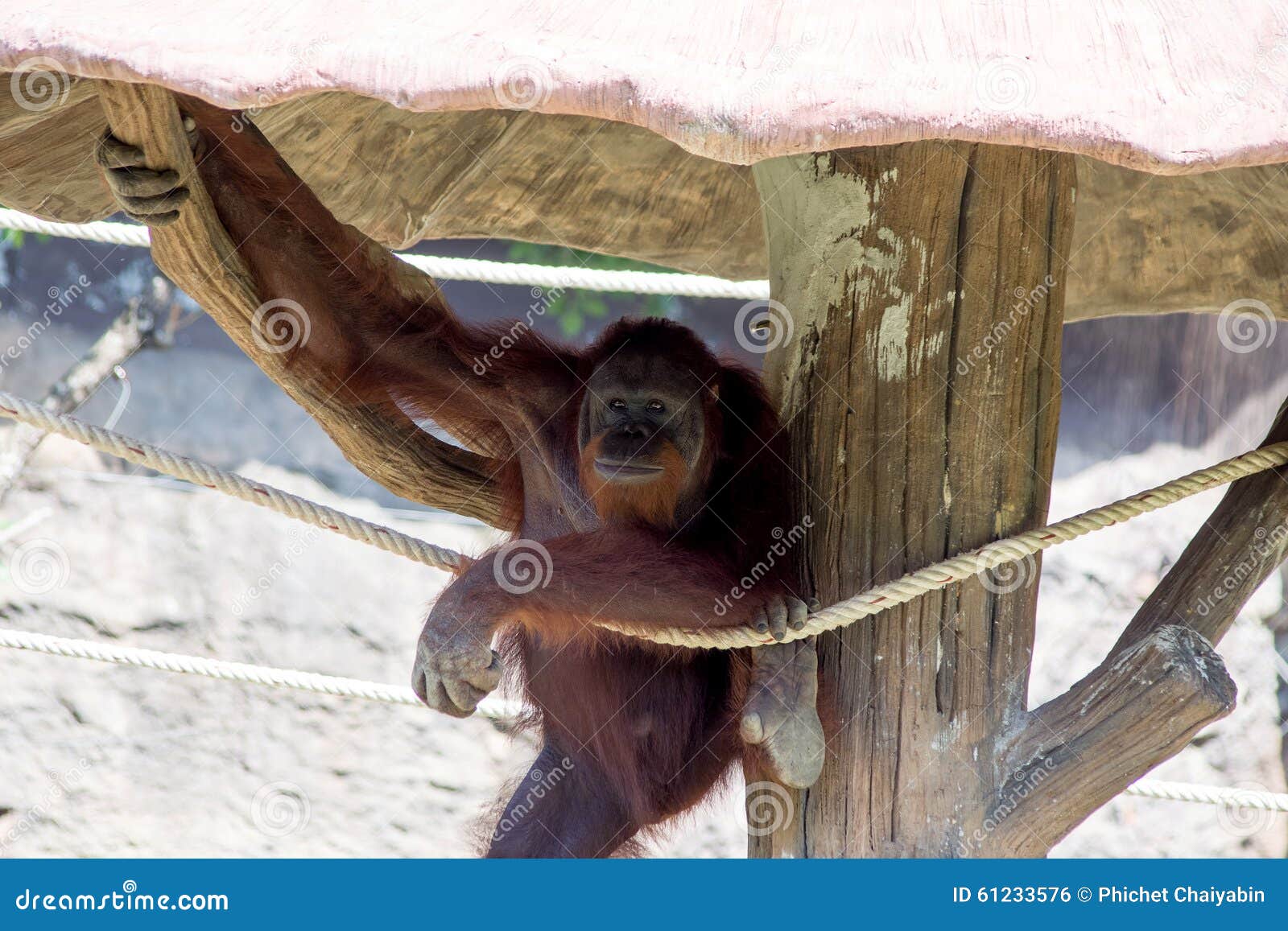 Relaxing chimpanzee stock photo. Image of finger, mammal - 61233576