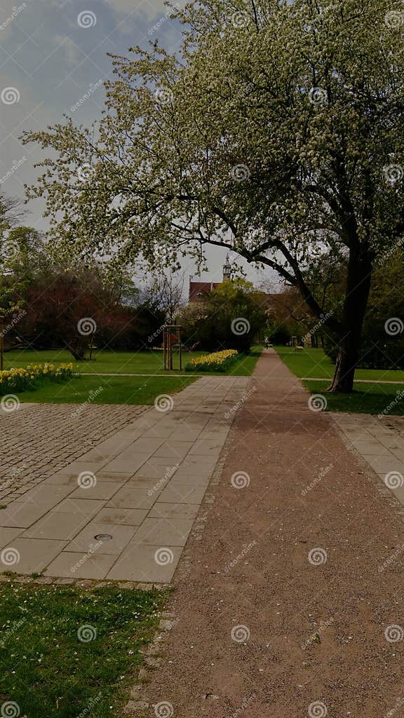Spring in a park stock image. Image of overcast, pink - 99101771