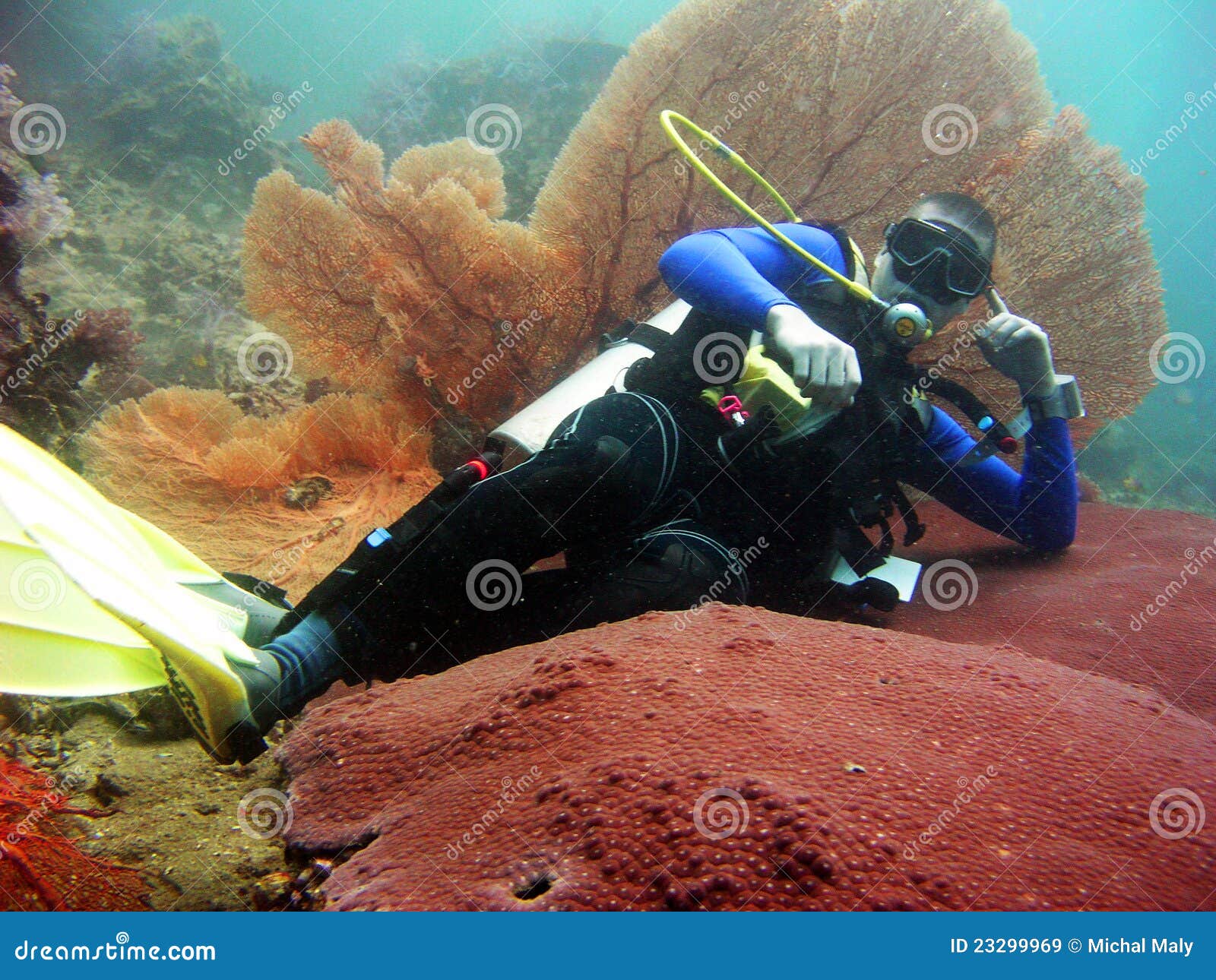 Relaxing coral diver stock image. Image of bright, coral - 23299969