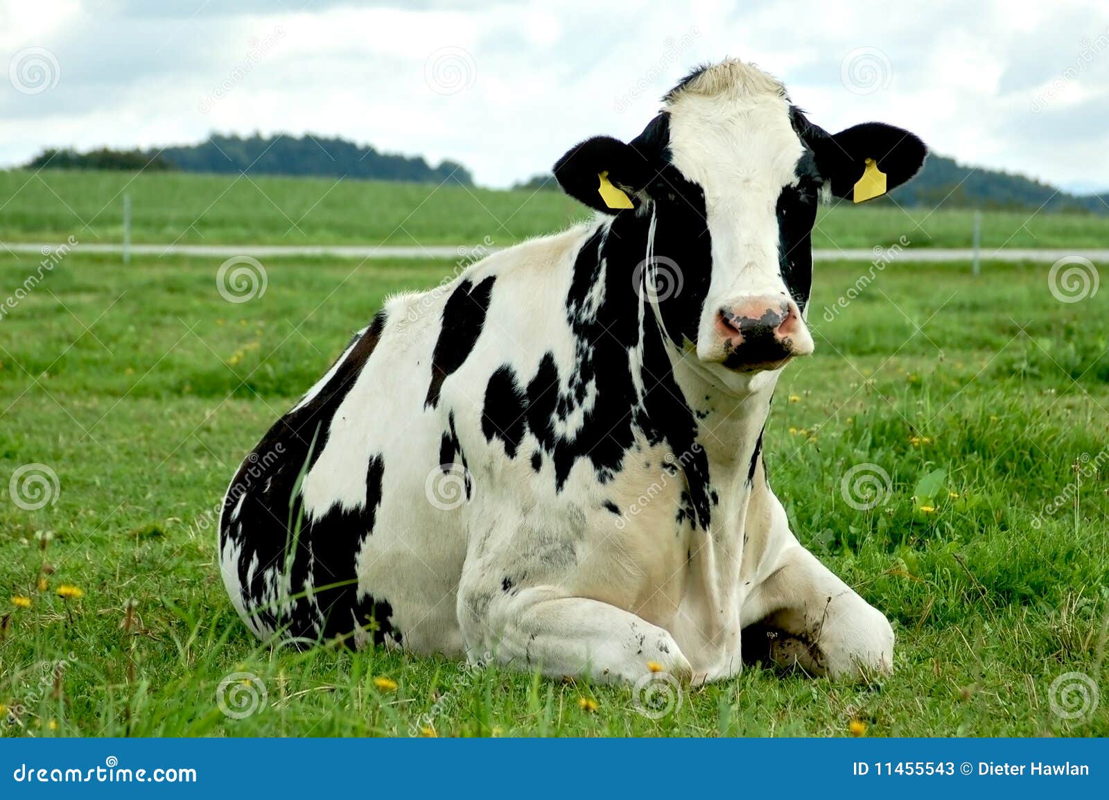 Relaxing Cow stock image. Image of agricultural, country - 11455543