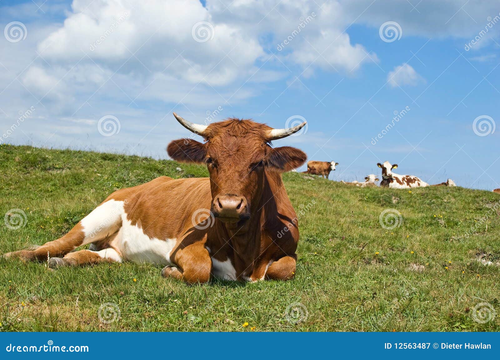 Relaxing Cow in the Pasture Stock Image - Image of green, break: 12563487