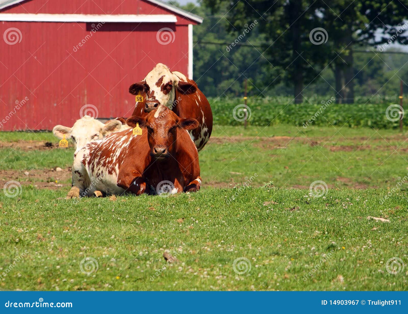 Relaxing Cows stock image. Image of cattle, trees, flies - 14903967