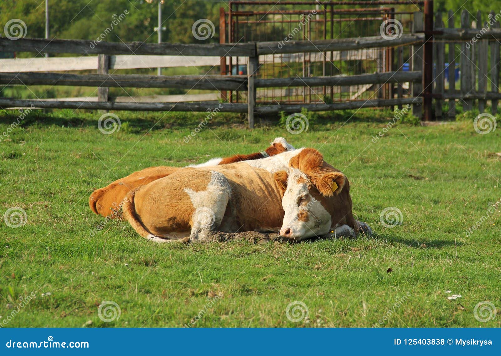 Relaxing cows stock photo. Image of rural, cattle, farm - 125403838