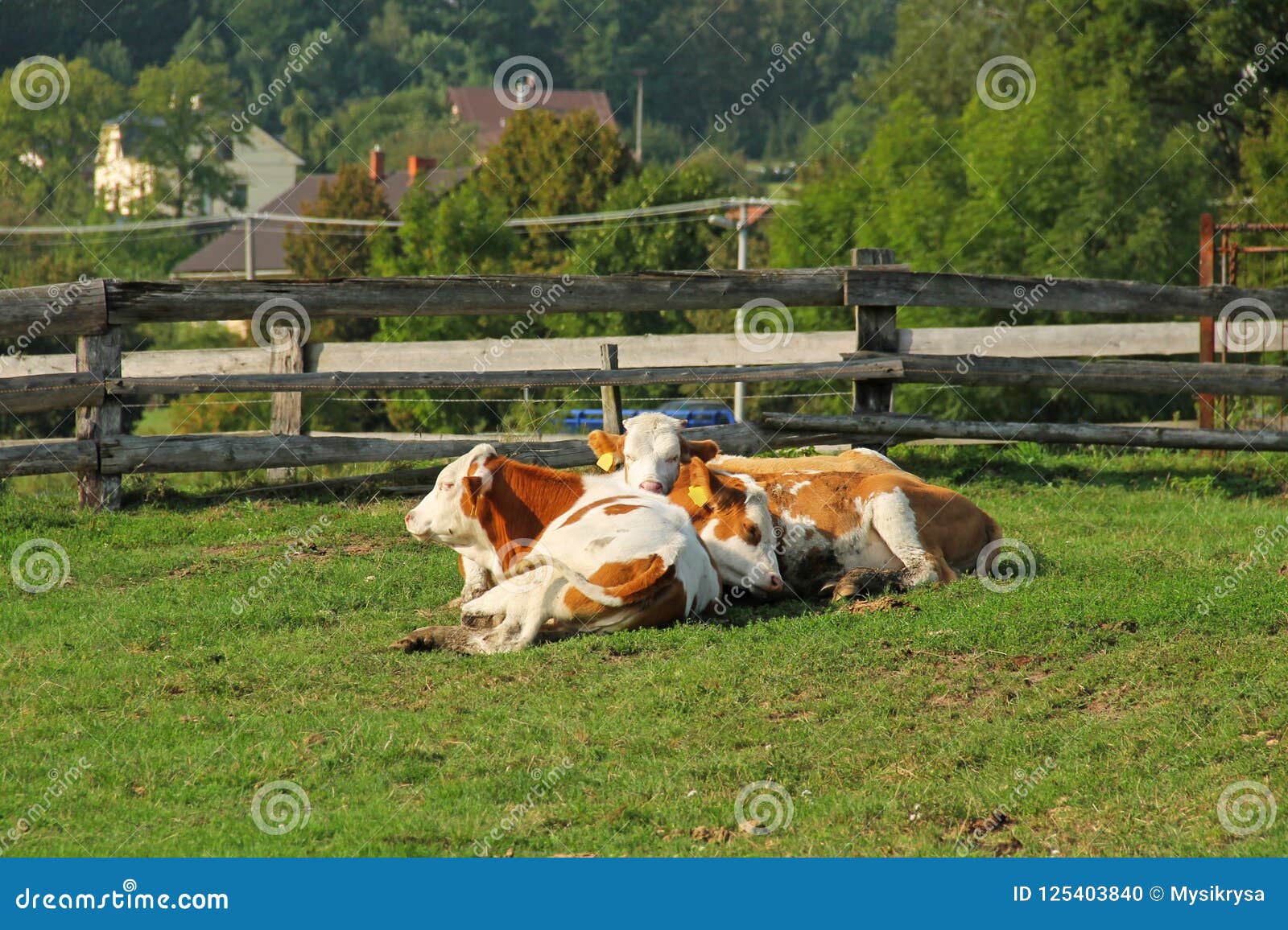 Relaxing cows stock photo. Image of drove, together - 125403840