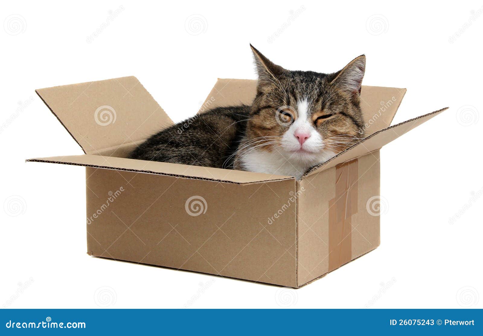 Relaxing cute cat in box stock image. Image of white - 26075243