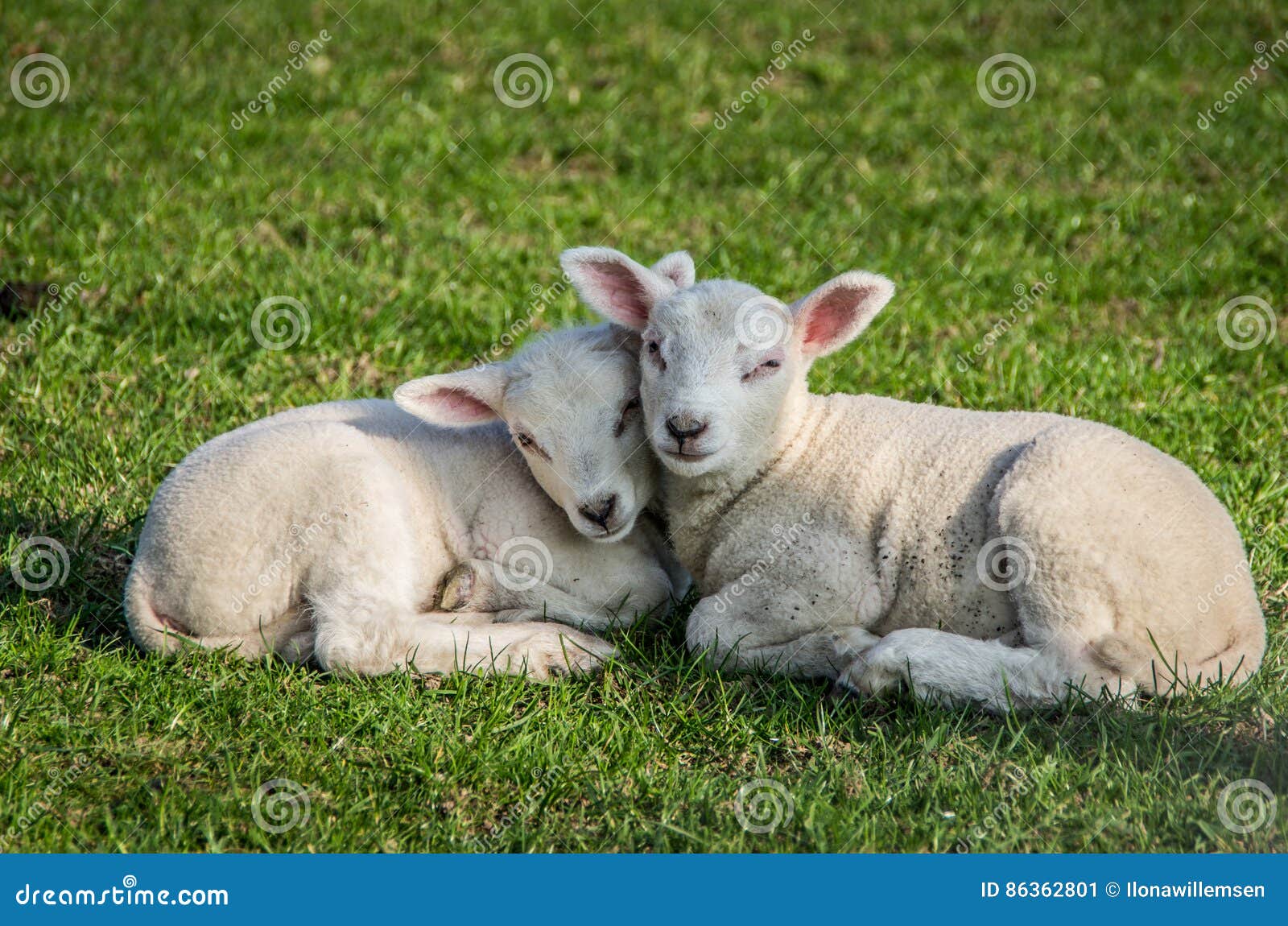 Relaxing cute Texel sheep stock image. Image of grazing - 86362801