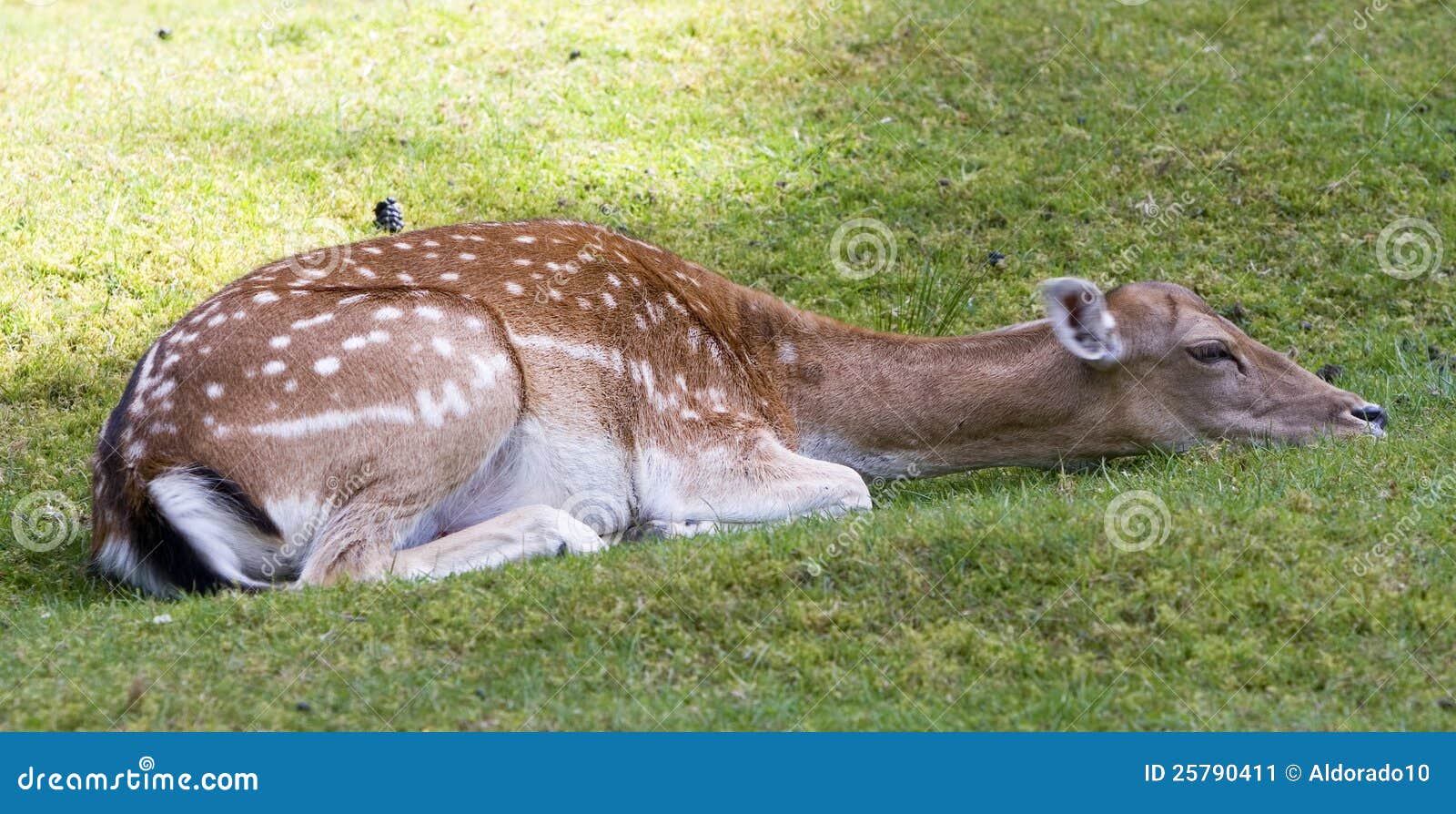 Relaxing Deer stock image. Image of outdoors, white, young - 25790411