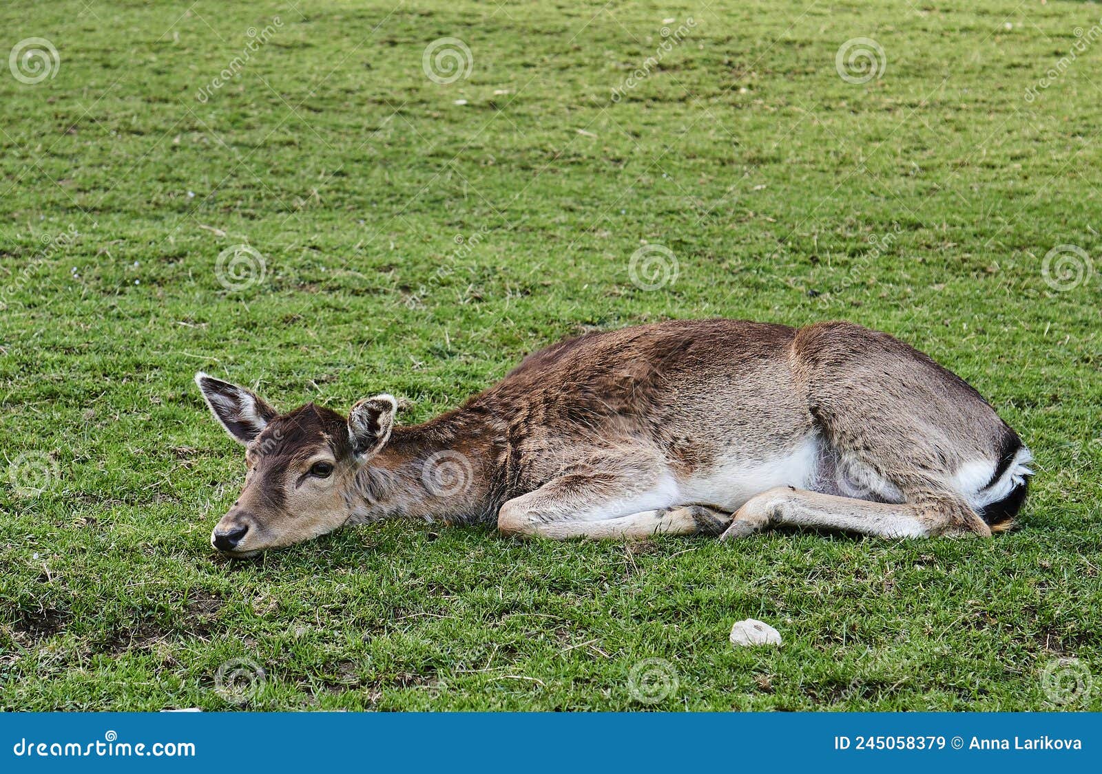 Relaxing Deer in the Meadow Stock Image - Image of wildlife, sheep ...