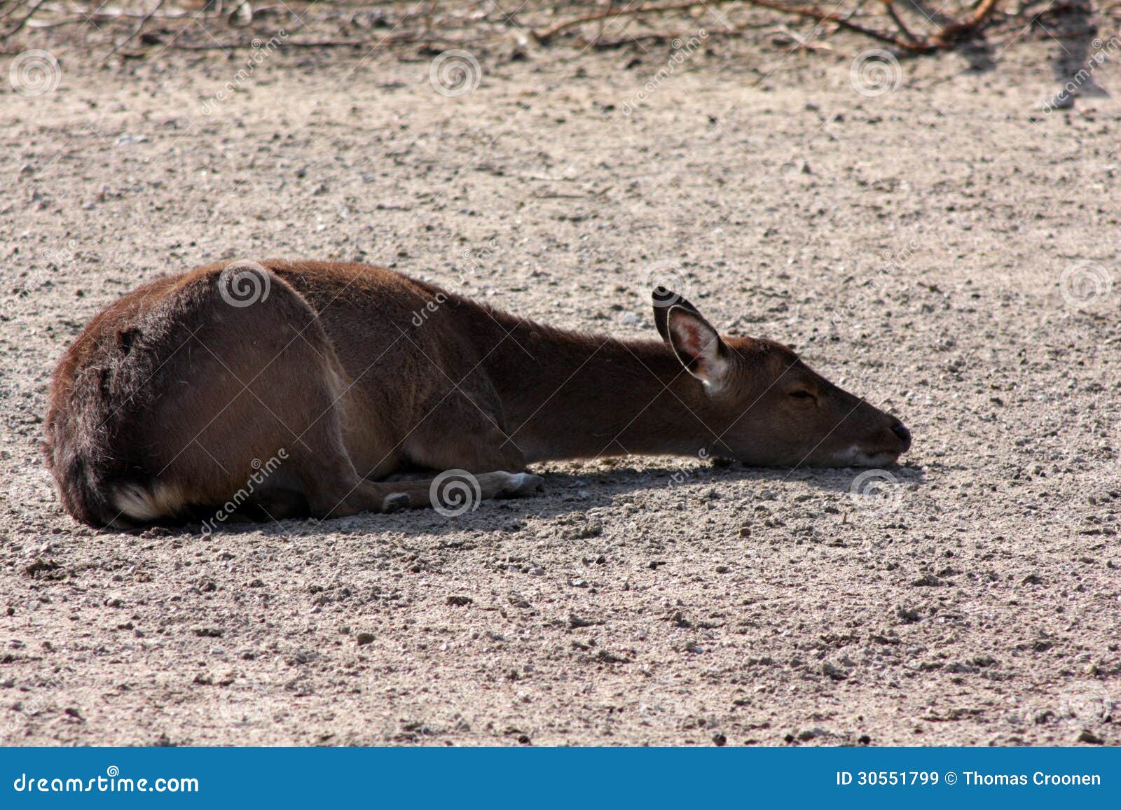 Relaxing deer stock image. Image of coat, animal, brown - 30551799