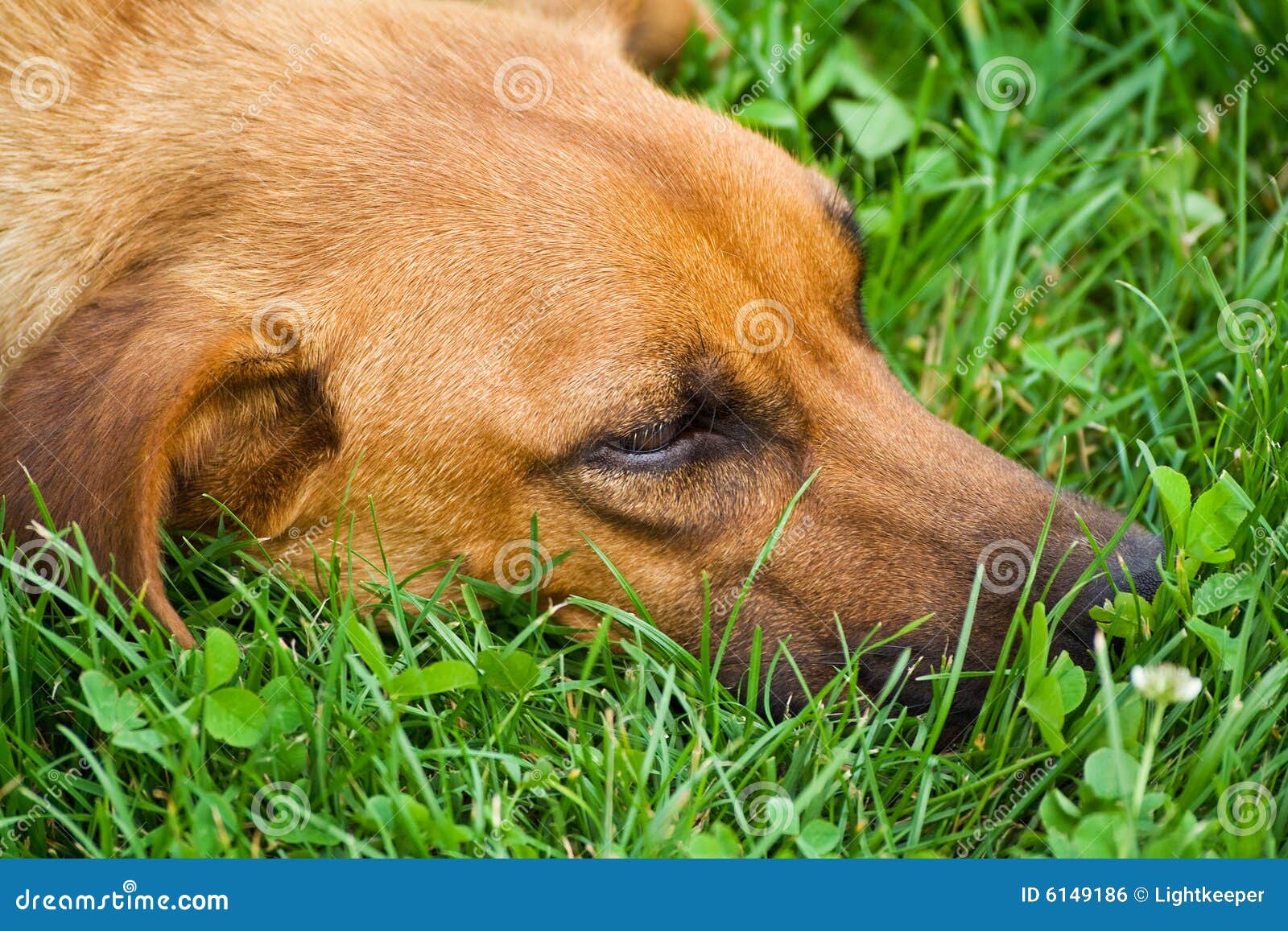Relaxing dog stock photo. Image of canine, tired, green - 6149186