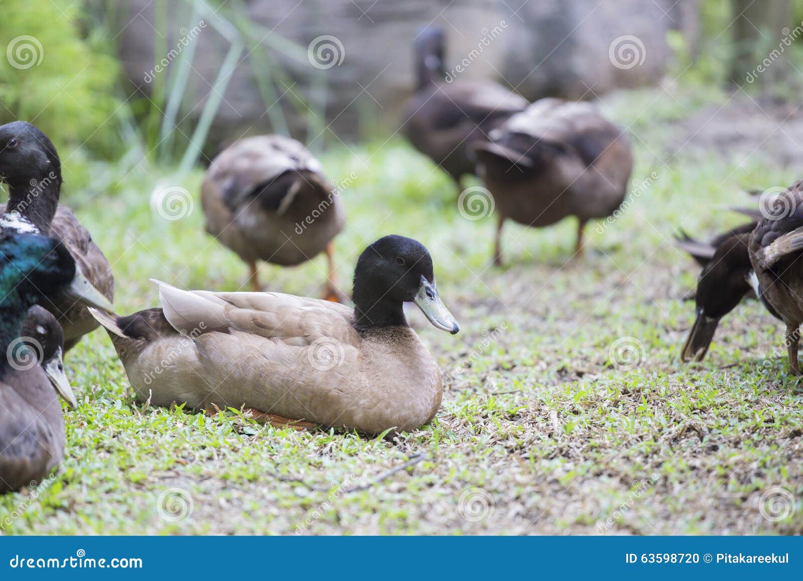 Relaxing duck on the grass stock photo. Image of sleeping - 63598720