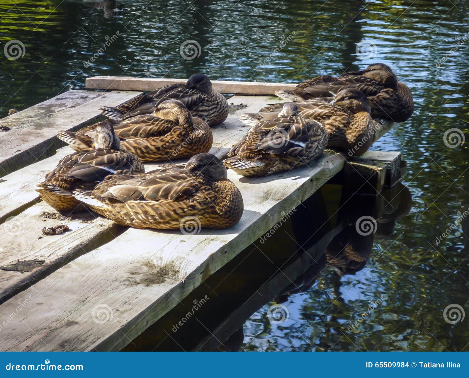 Relaxing ducks. stock photo. Image of wooden, river, relax - 65509984