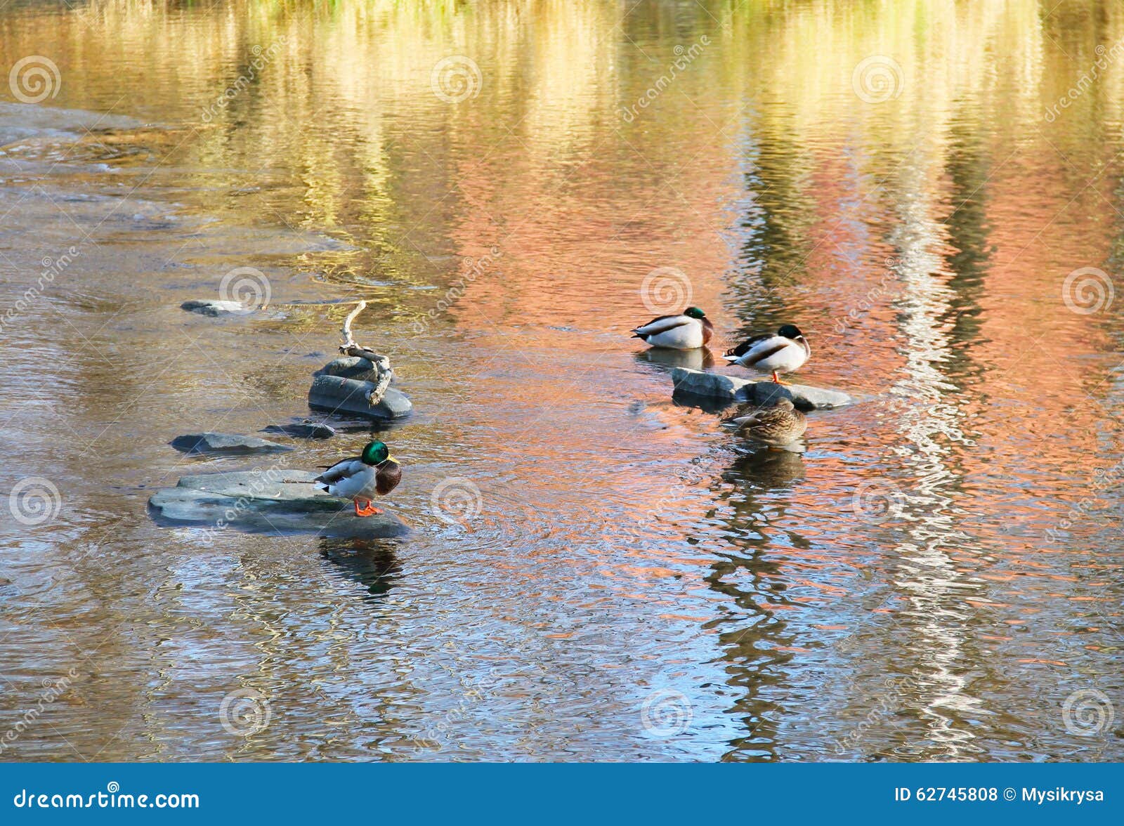 Relaxing ducks stock photo. Image of duck, relaxing, river - 62745808