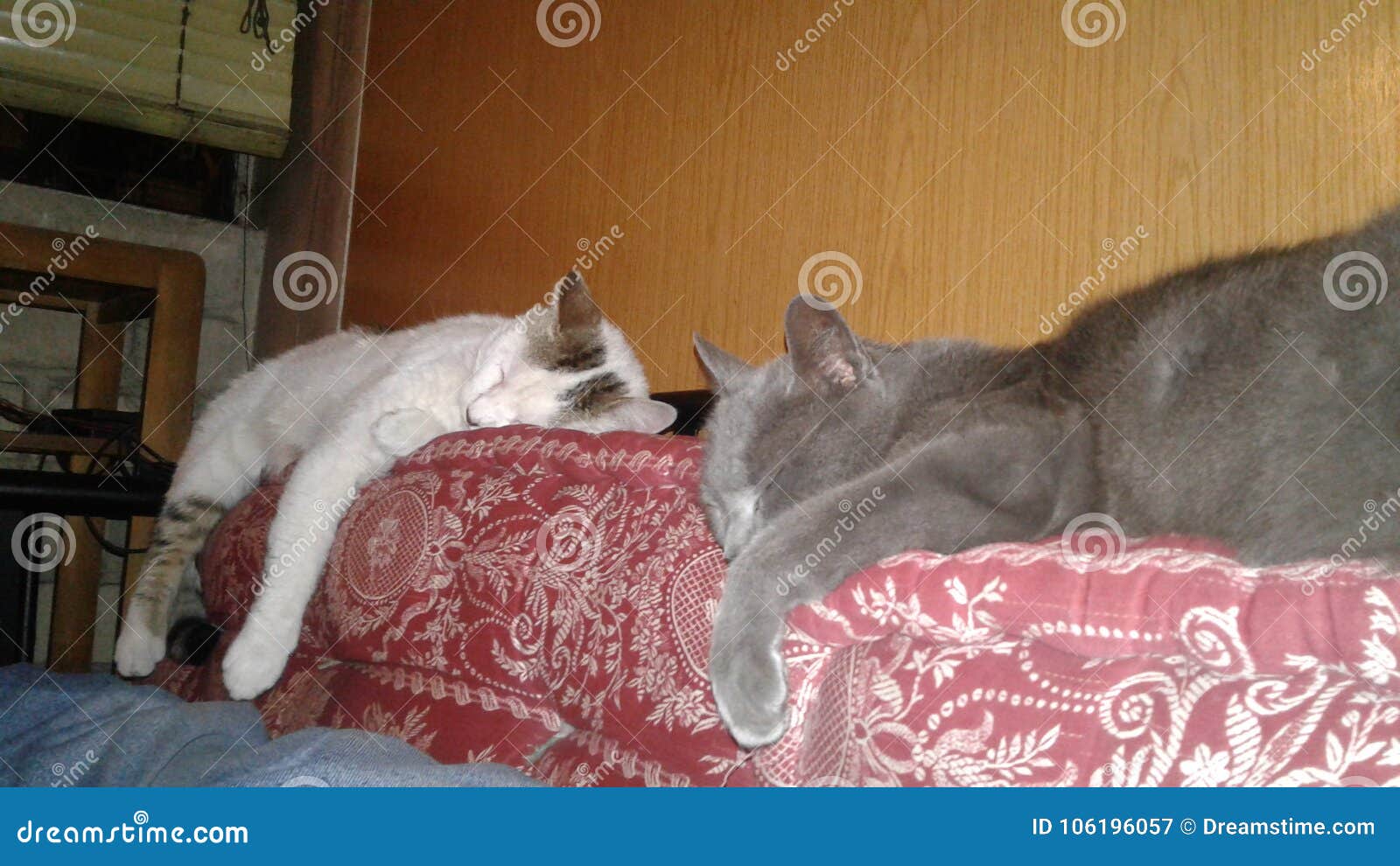 Relaxing Fatigue Tired Cats Stock Image - Image of exhausted, cats ...