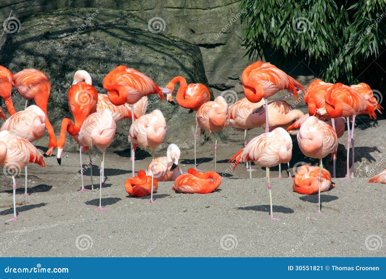 Relaxing flamingos stock image. Image of animal, animals - 30551821