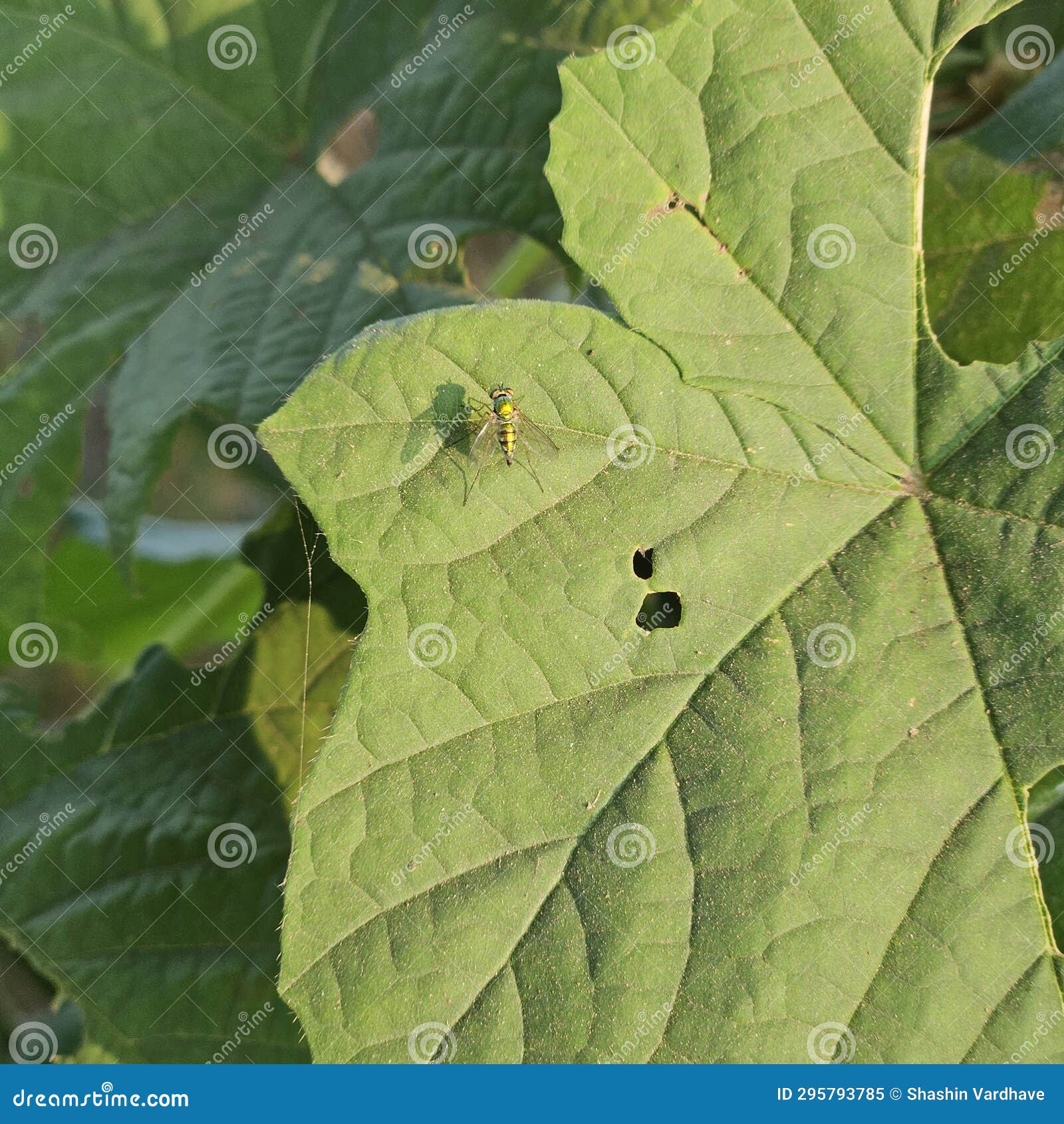 Relaxing Fly on the Huge Leaf, Mumbai Stock Image - Image of huge, leaf ...