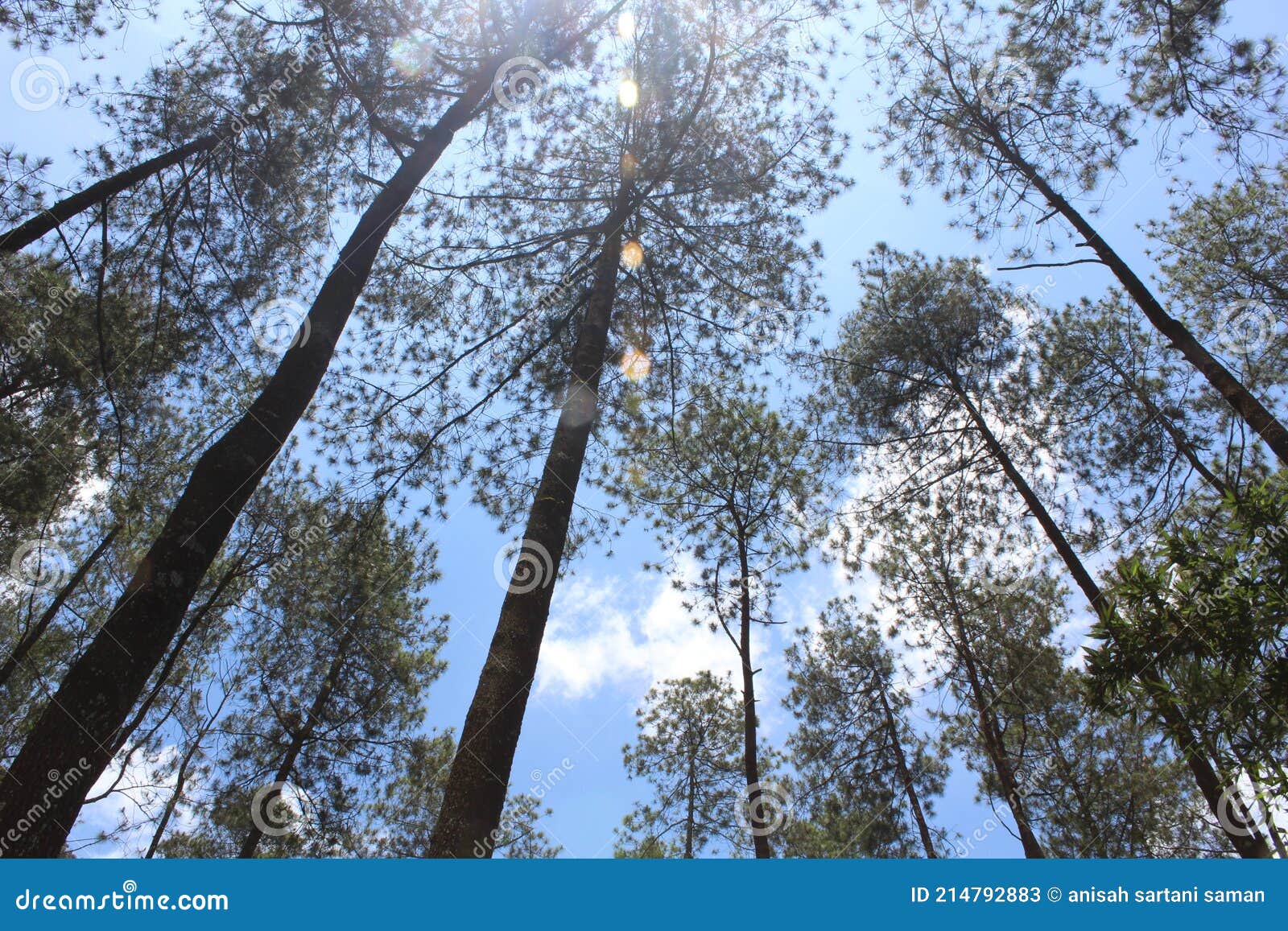 Relaxing with forest vibe stock image. Image of branch - 214792883