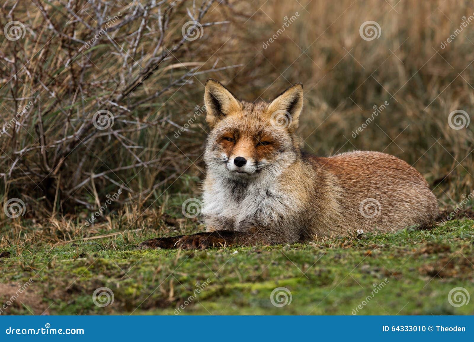 Relaxing Fox stock photo. Image of foxes, relaxing, animal - 64333010