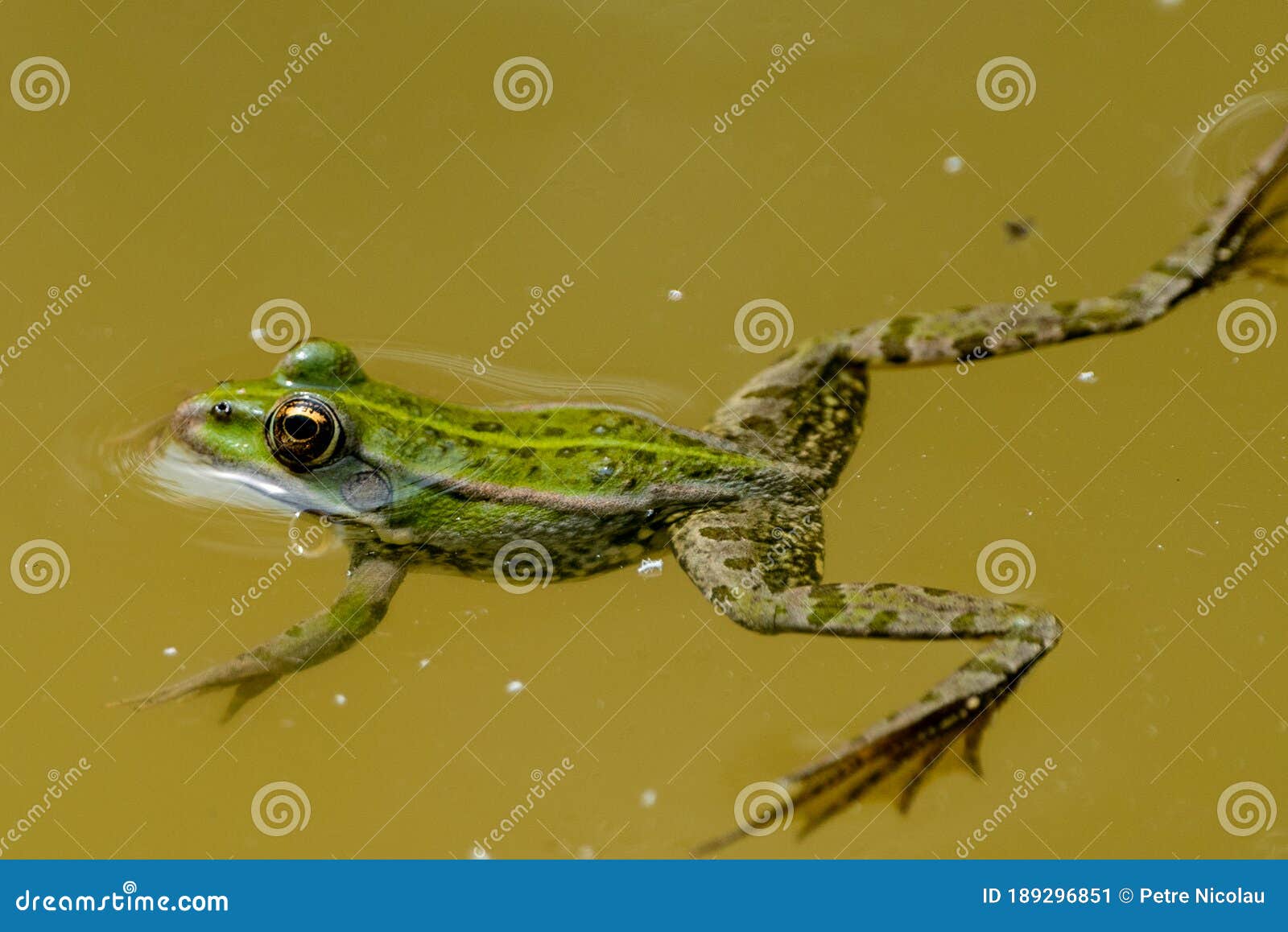 Relaxing frog stock image. Image of animal, relaxing - 189296851