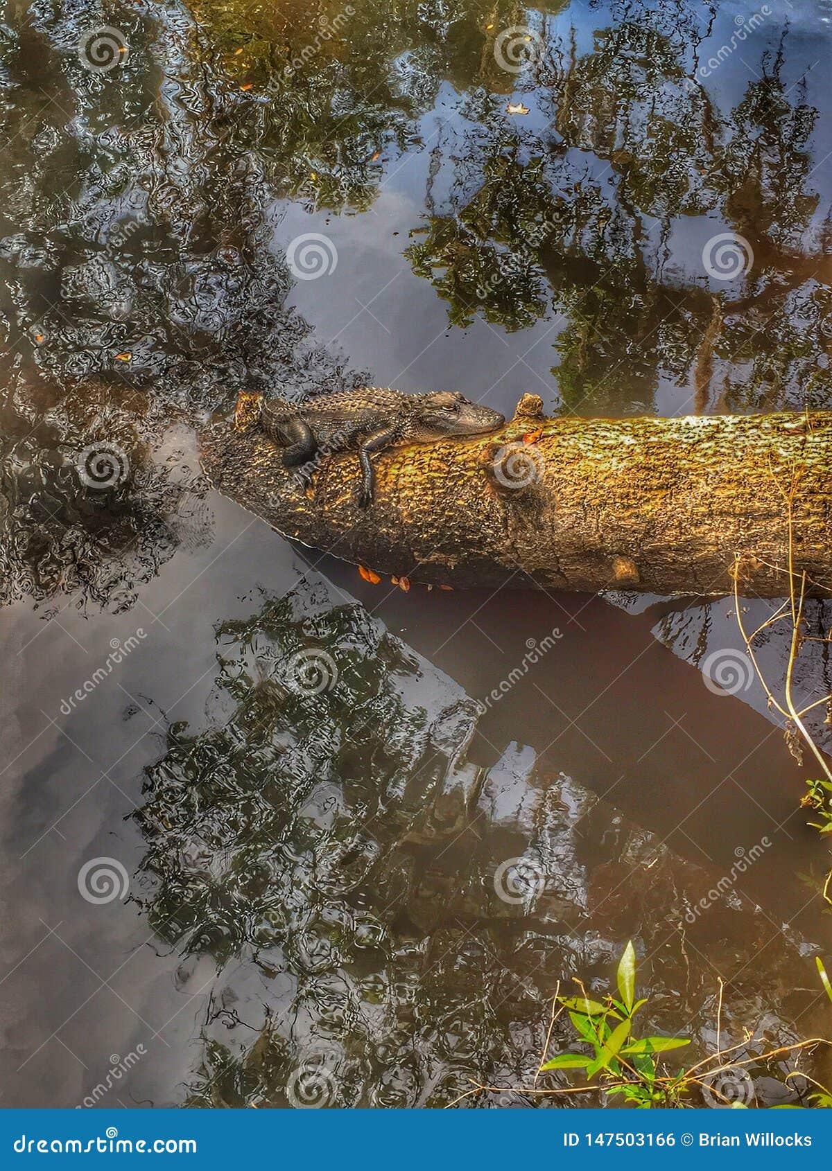 Relaxing gator stock photo. Image of alligator, sleepy - 147503166