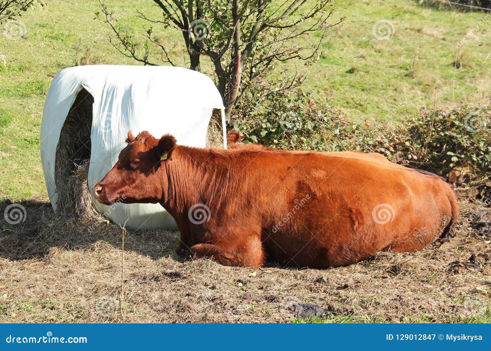 Relaxing ginger cow stock image. Image of tired, sleepy - 129012847