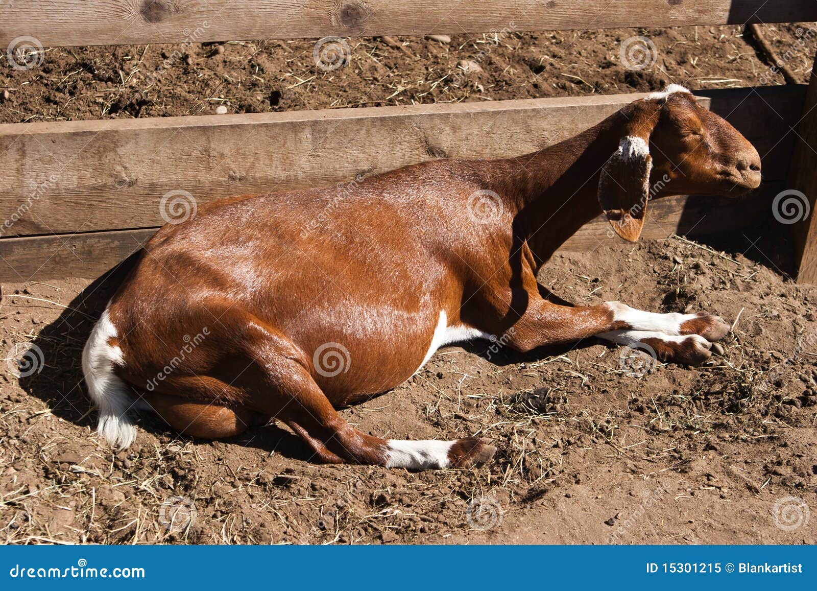 Relaxing goat sunbathing stock image. Image of relaxing - 15301215