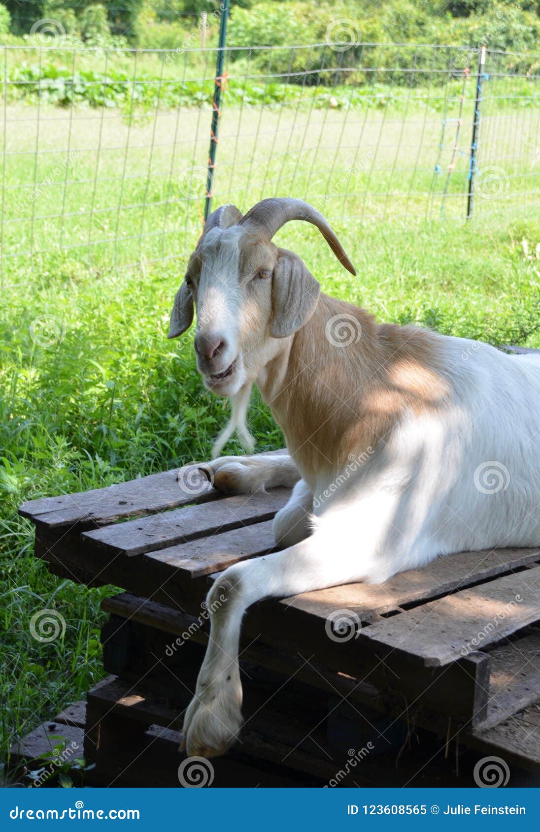 Relaxing Goat stock image. Image of bearded, friendly - 123608565