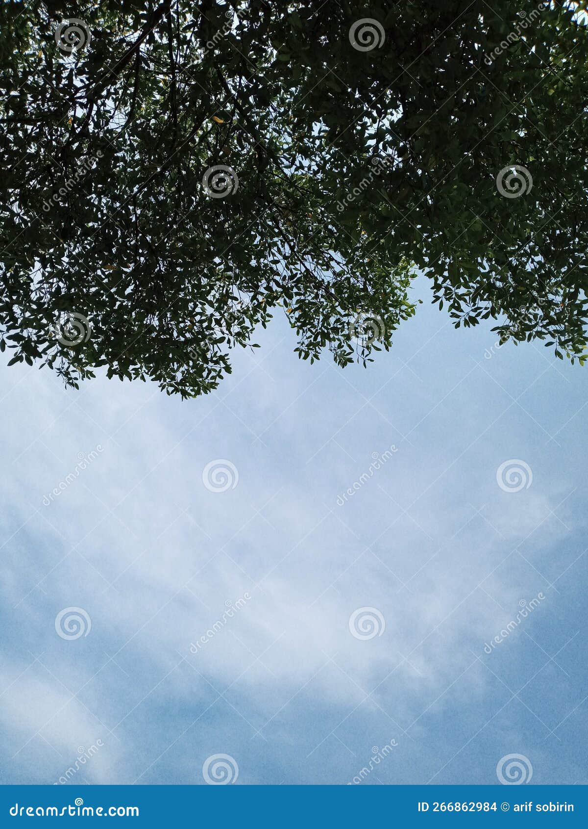 Relaxing green atmosphere stock photo. Image of plant - 266862984