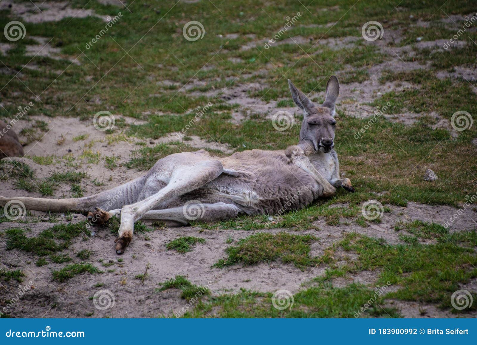 Relaxing Grey Kangaroo Macropus Rufus - the Largest of All Kangaroos ...