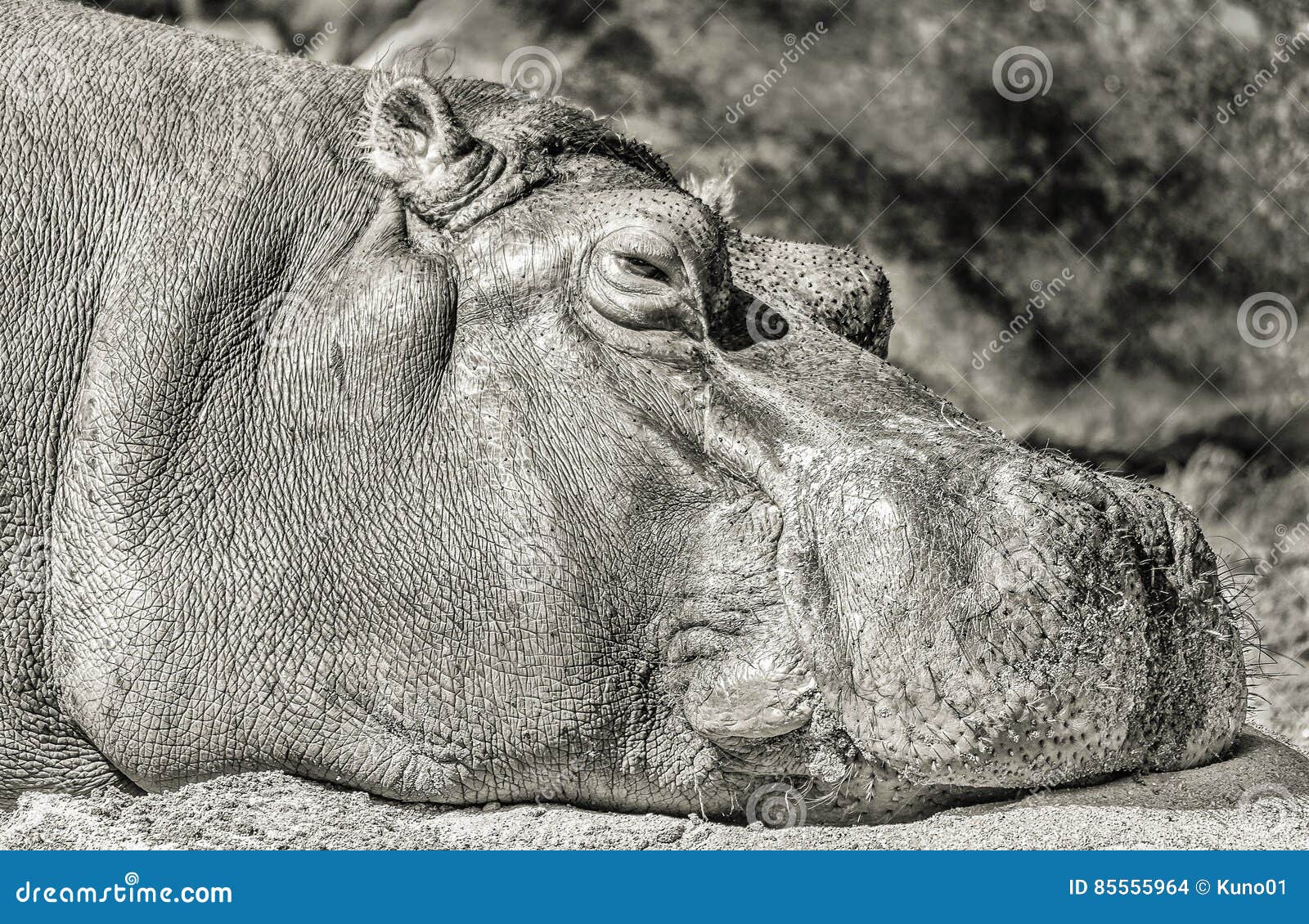 Relaxing Hippo in Monochrom Stock Photo - Image of following, sunlight ...