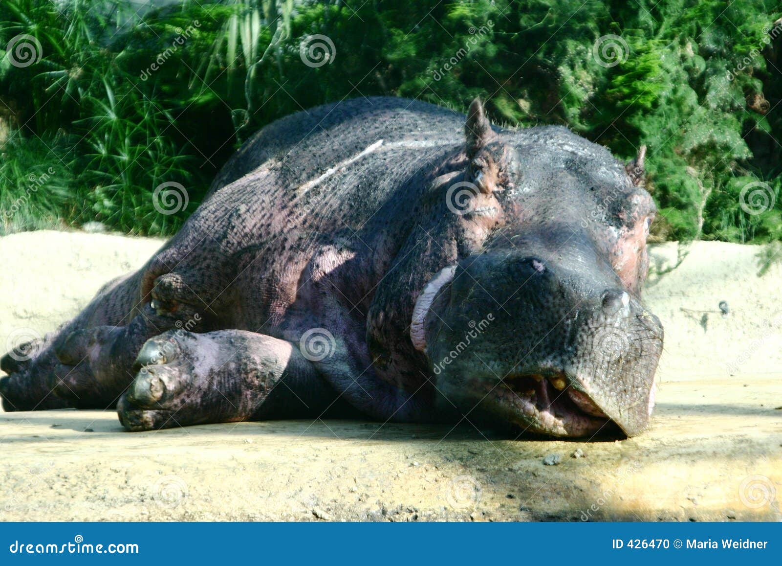 Relaxing hippopotamus stock photo. Image of lazy, hippo - 426470