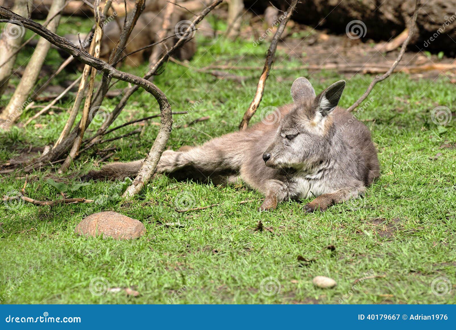 Relaxing Kangaroo stock image. Image of nature, mammals - 40179667