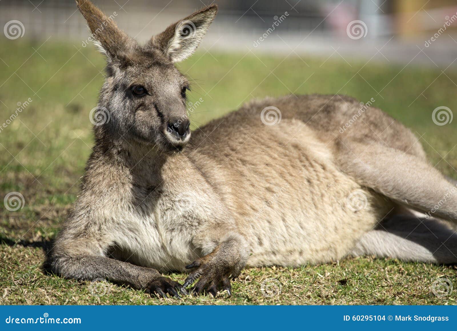 Relaxing kangaroo stock photo. Image of relaxing, wildlife - 60295104