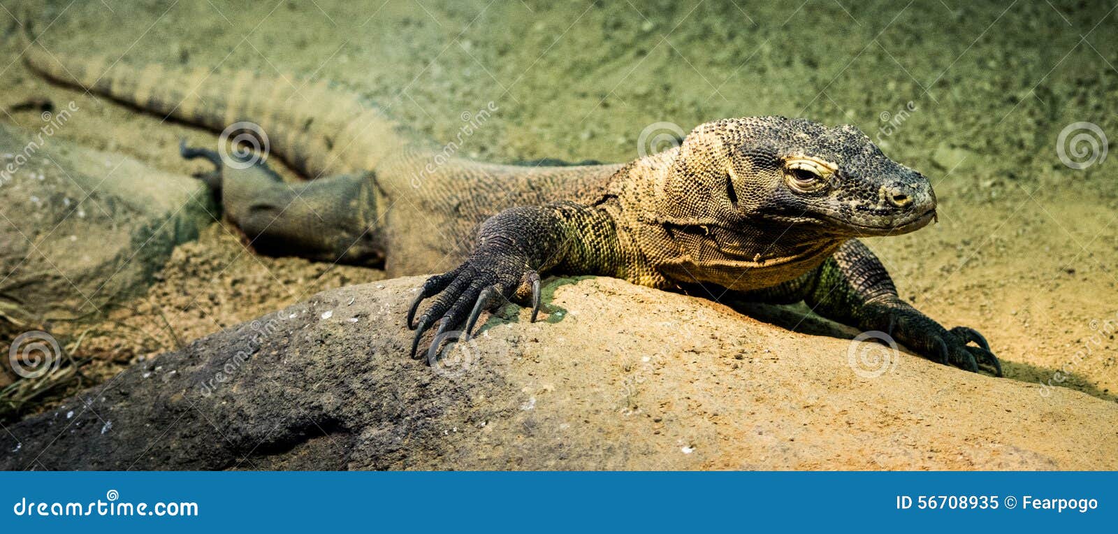 Relaxing Kimodo Dragon stock image. Image of dragon, lizard - 56708935