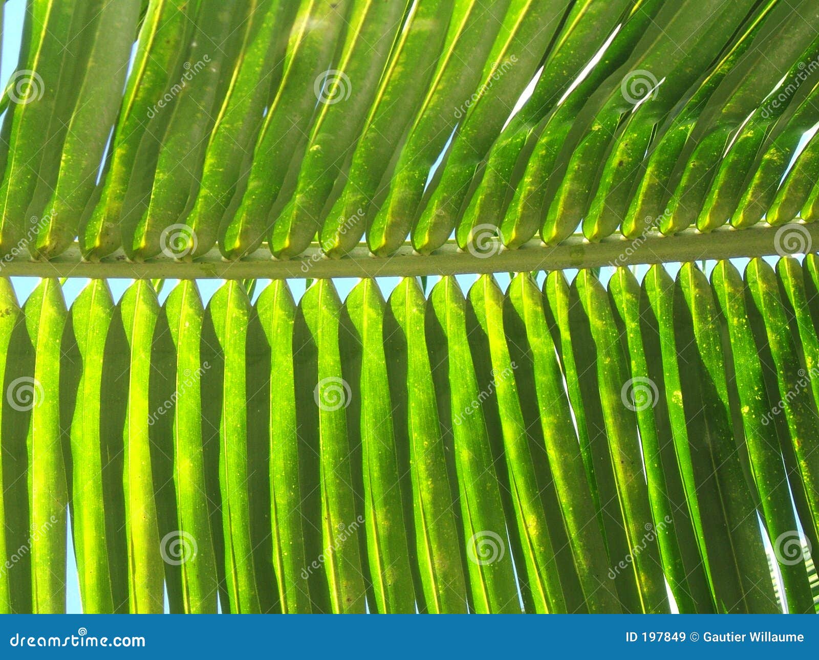 Relaxing Leaf Picture. Image: 197849