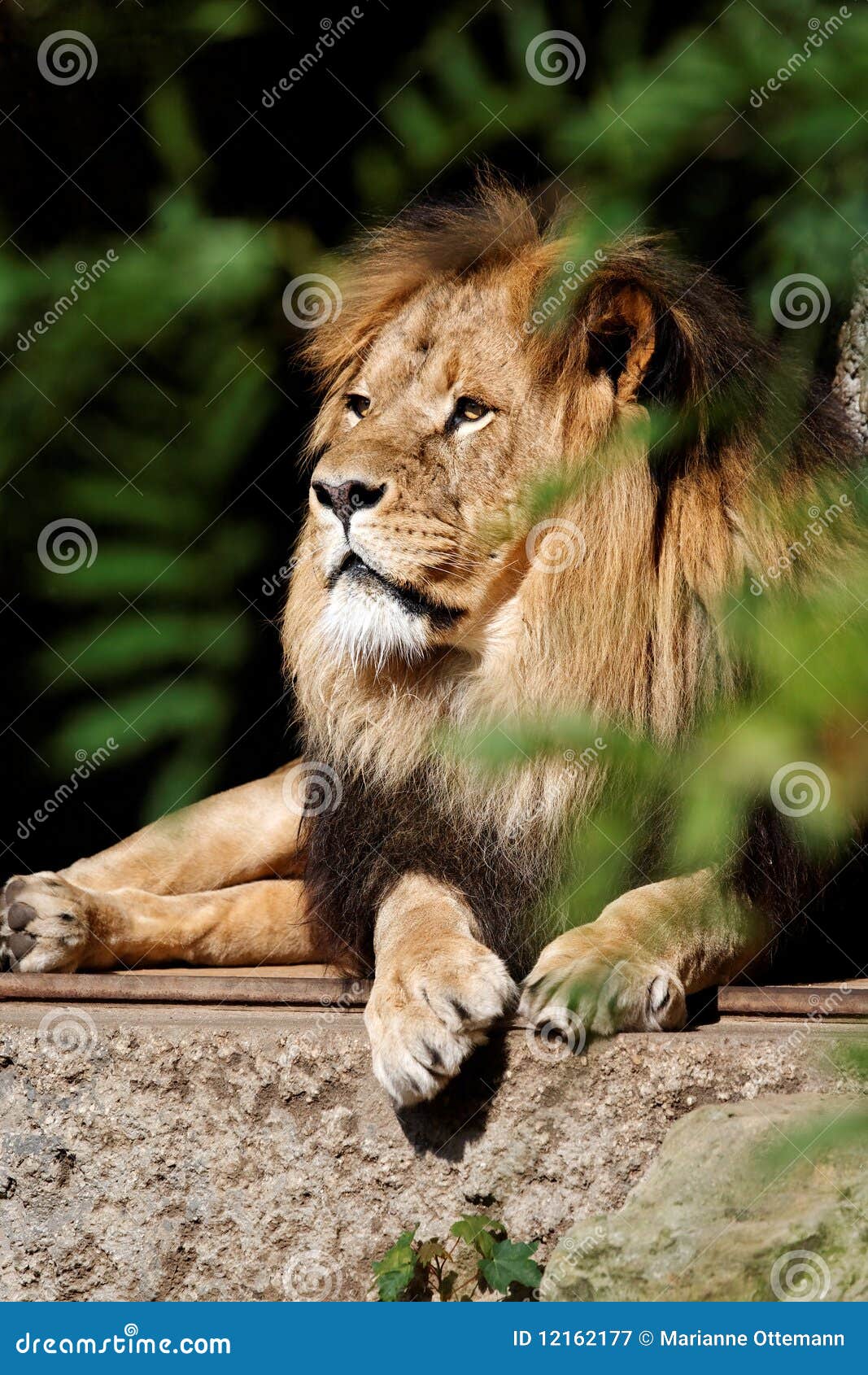 Relaxing Lion stock image. Image of brown, black, wild - 12162177