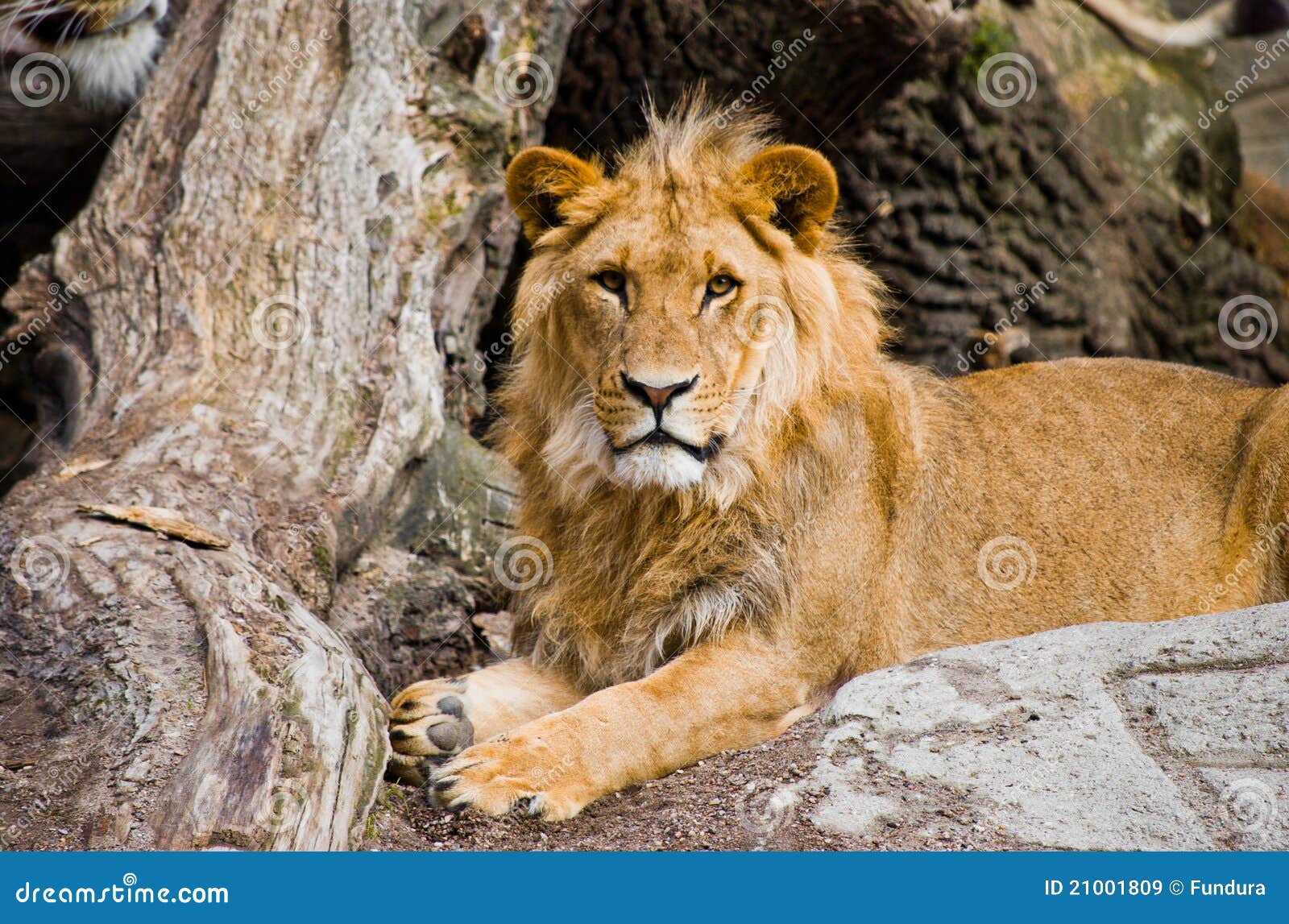Relaxing lion. stock image. Image of majestic, mane, reserve - 21001809