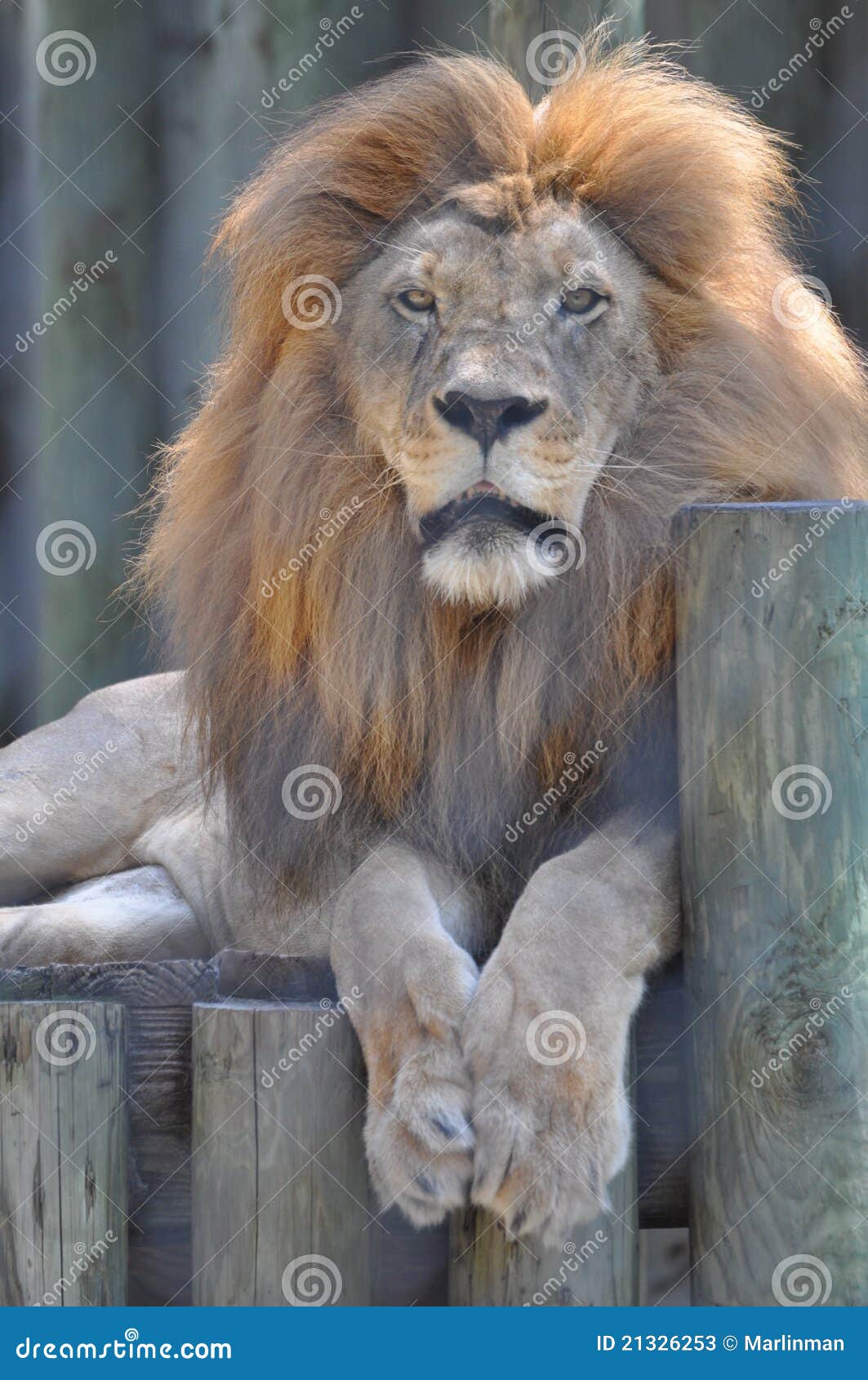 Relaxing Lion stock image. Image of wildlife, lion, gold - 21326253