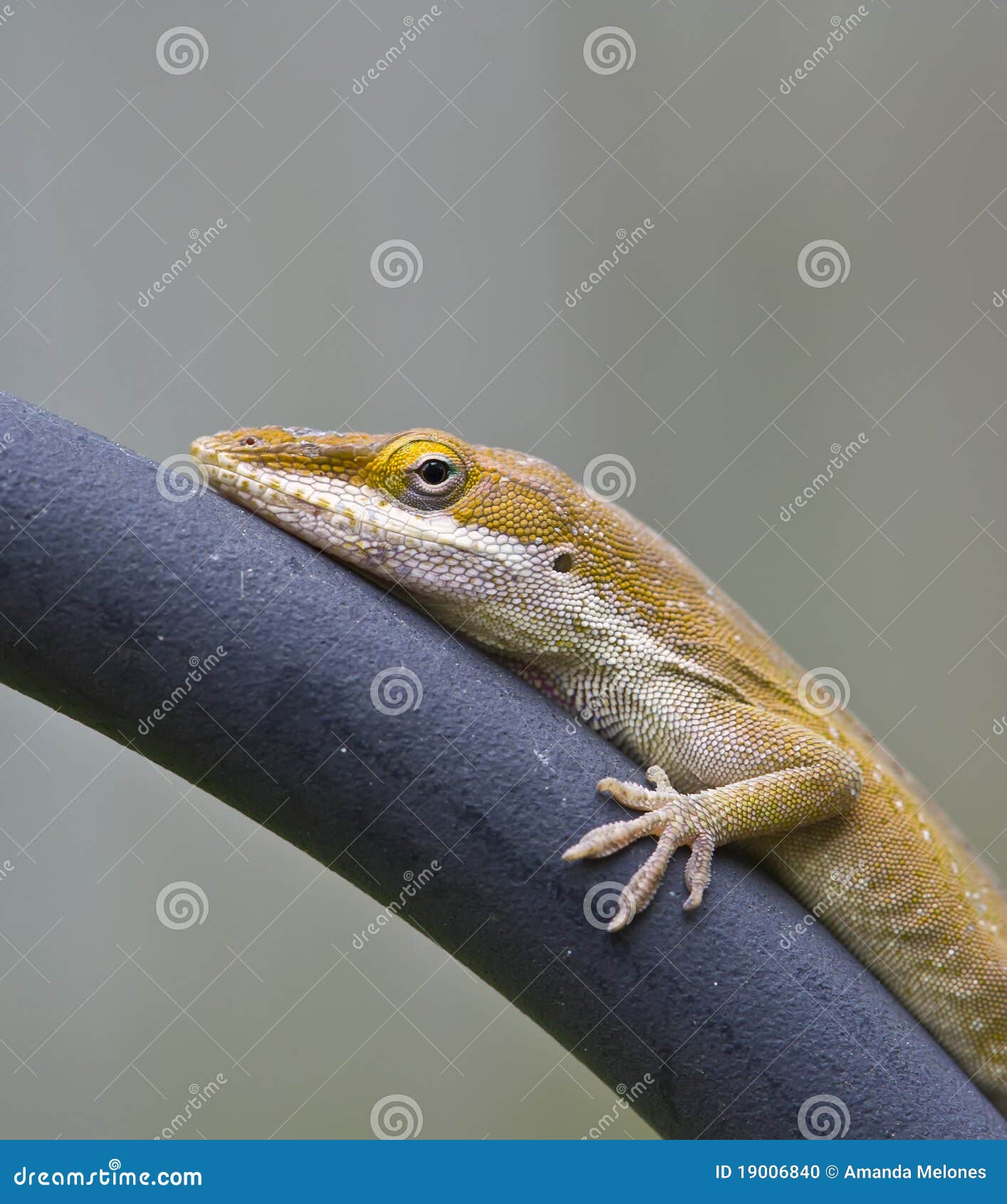 Relaxing lizard stock photo. Image of polychrotidae, reptile - 19006840