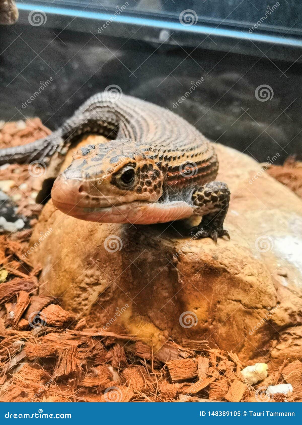 Relaxing lizard stock image. Image of little, lizard - 148389105