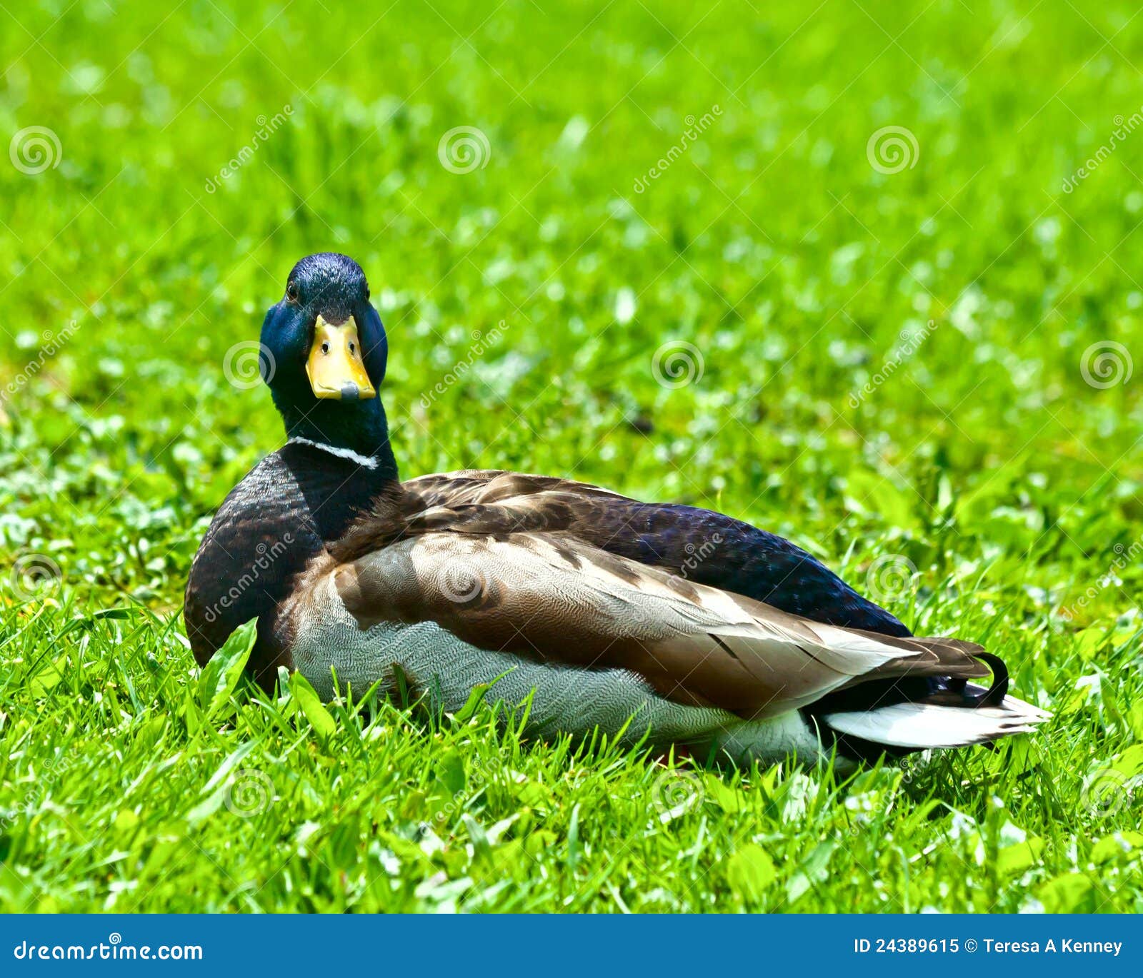 Relaxing Mallard Male stock image. Image of outdoor, colours - 24389615
