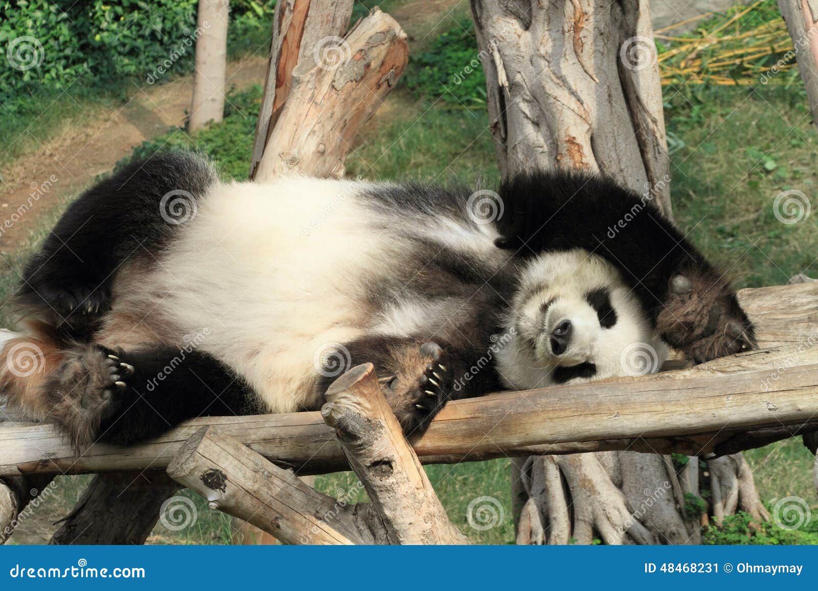 Relaxing panda stock image. Image of ruins, world, vesuvius - 48468231