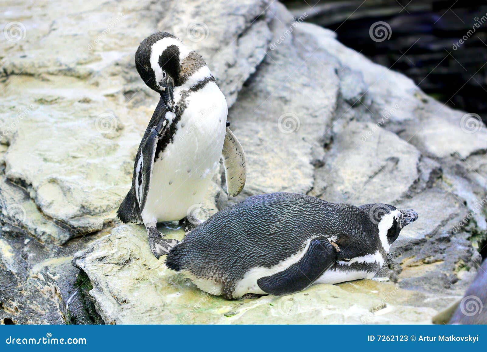 Relaxing penguins stock image. Image of penguin, background - 7262123